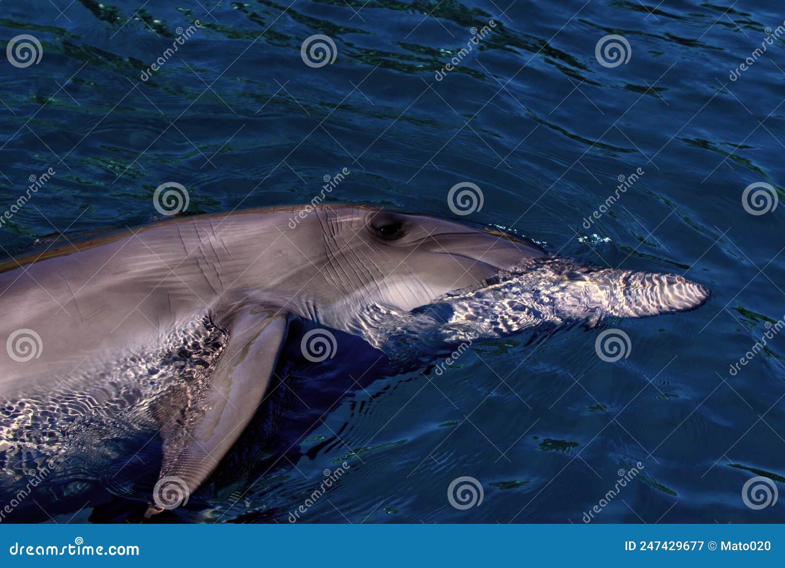 The eye of the dolphin stock image. Image of marine - 247429677