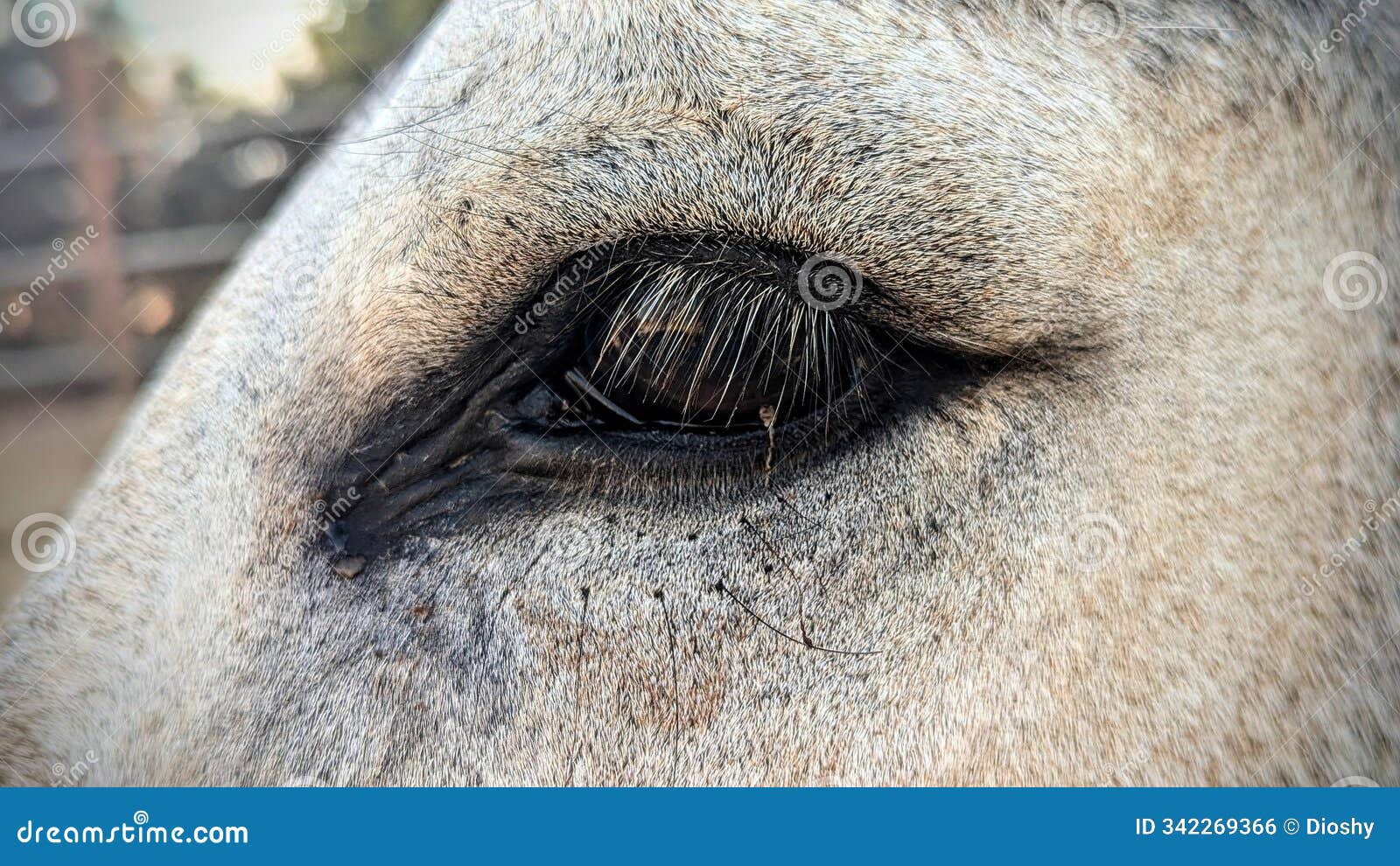 Eye of a donkey stock photo. Image of nature, animal - 342269366