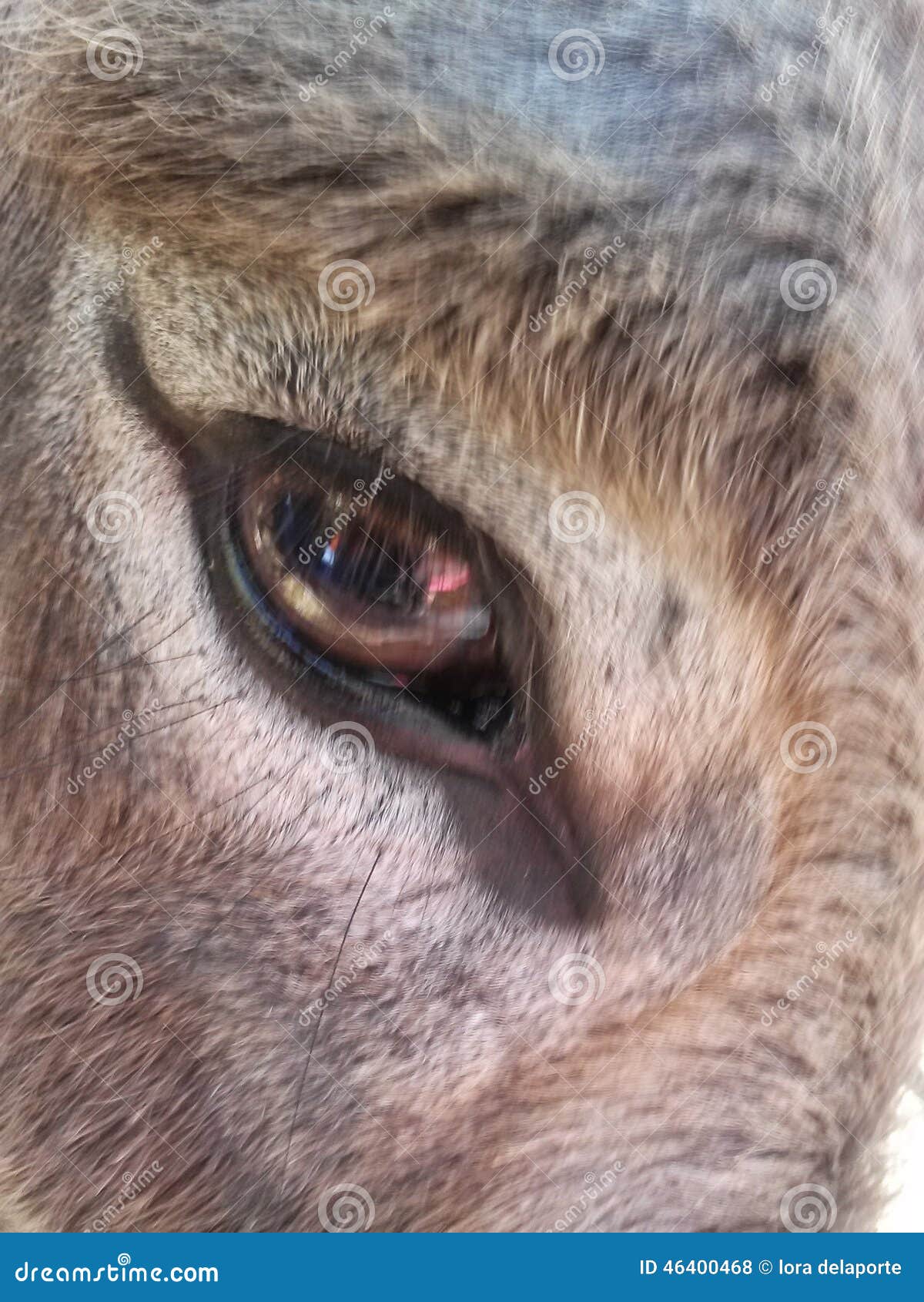 Eye of the Donkey stock photo. Image of eyeball, pupil - 46400468