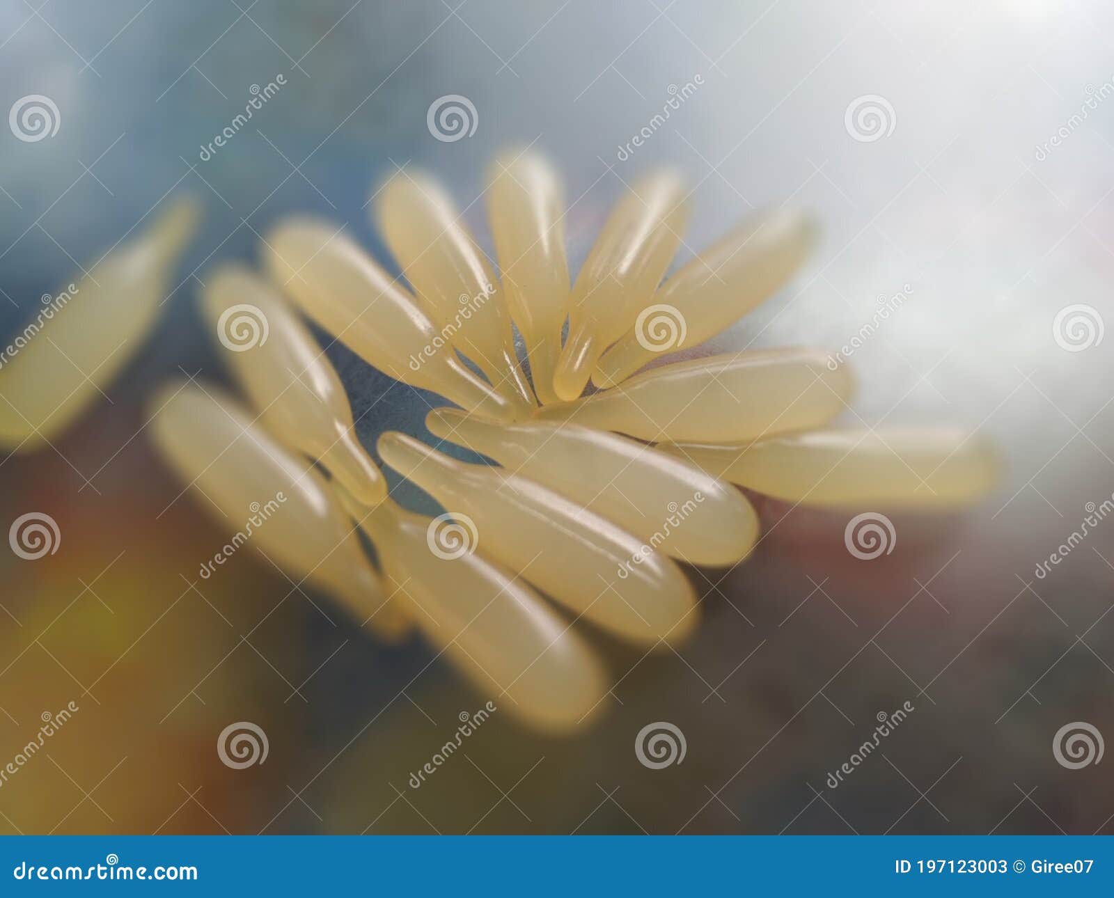 Eye drop capsules stock image. Image of medical, eyes - 197123003