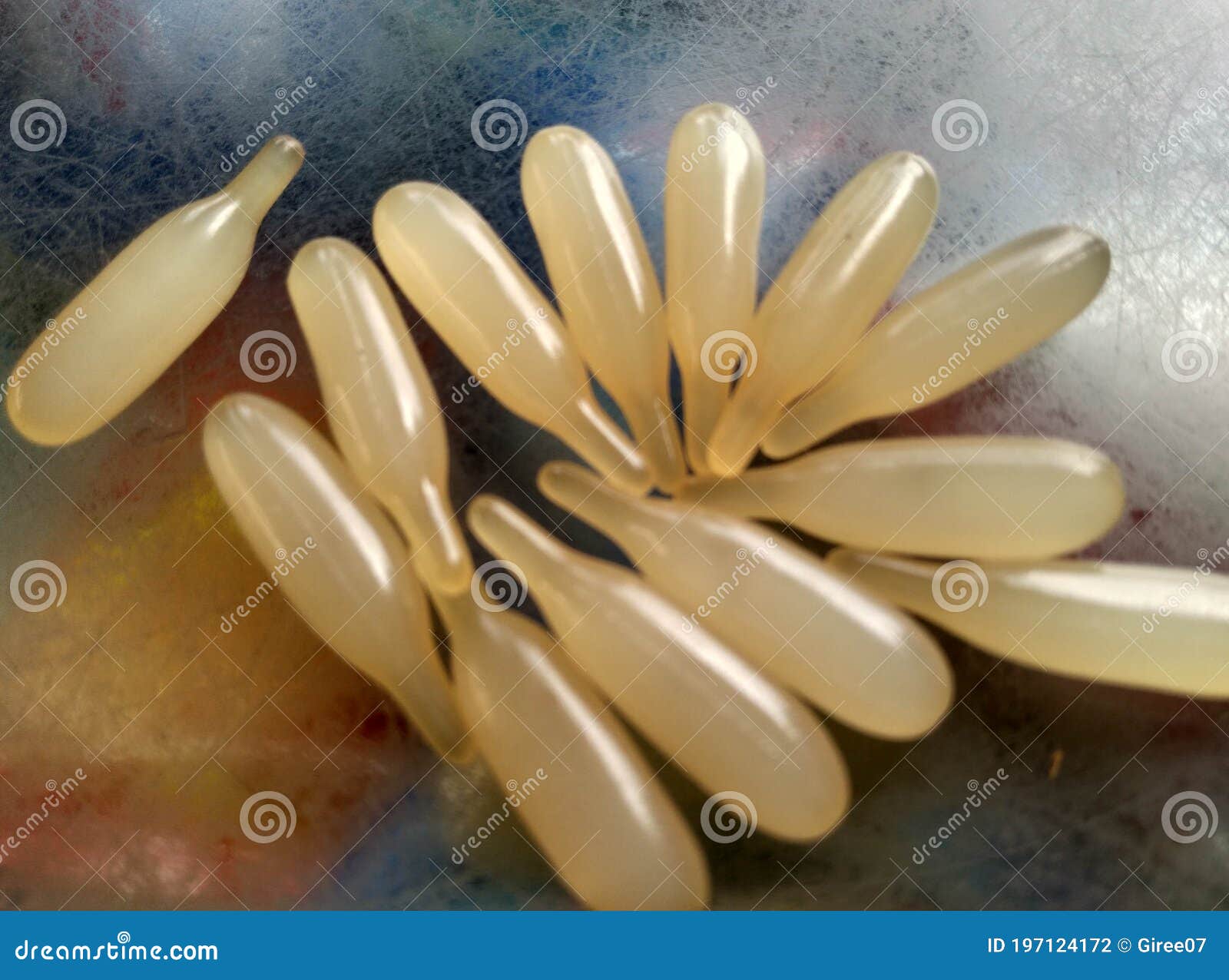 Eye drop capsules stock photo. Image of eyewash, drop - 197124172