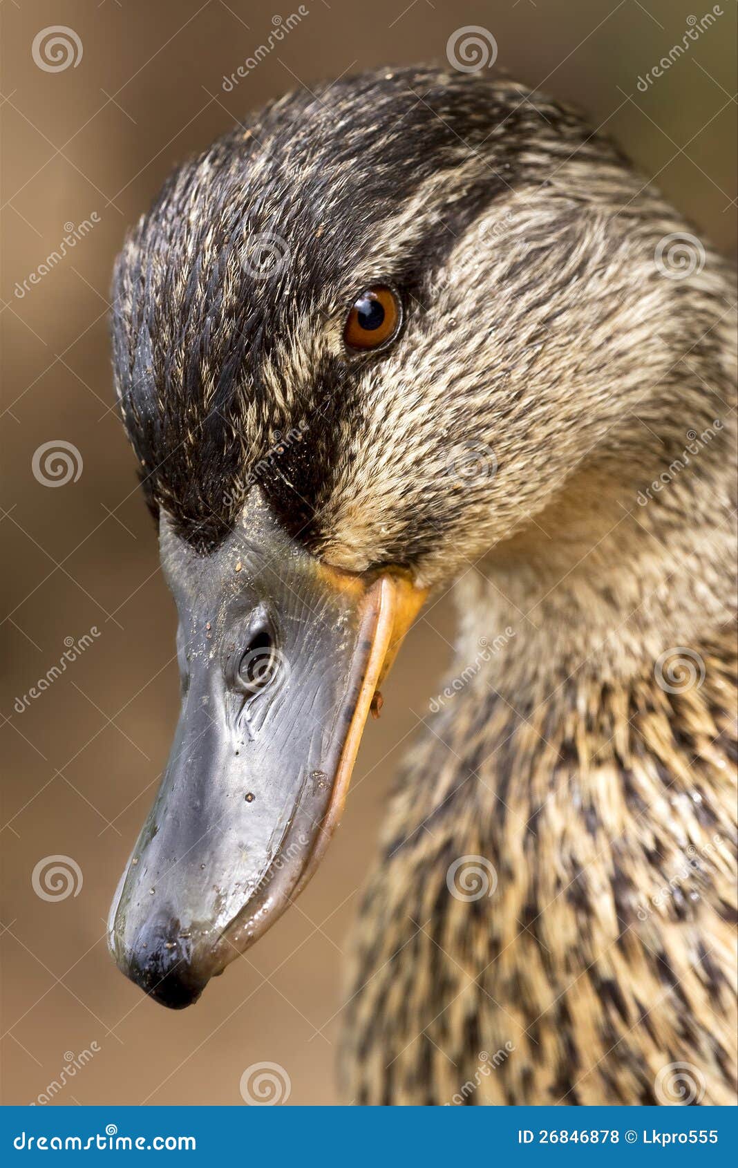 Eye of a duck stock photo. Image of drop, color, reale - 26846878