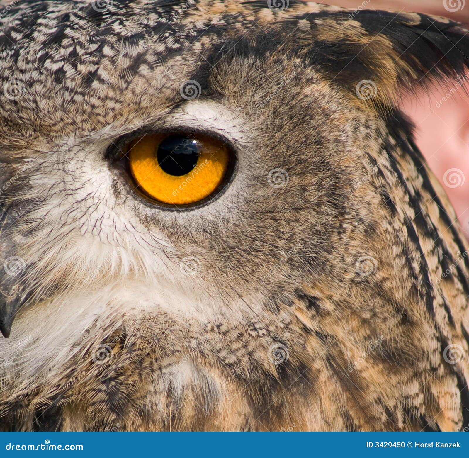 Eye of eagle owl stock photo. Image of horned, sharp, predator - 3429450