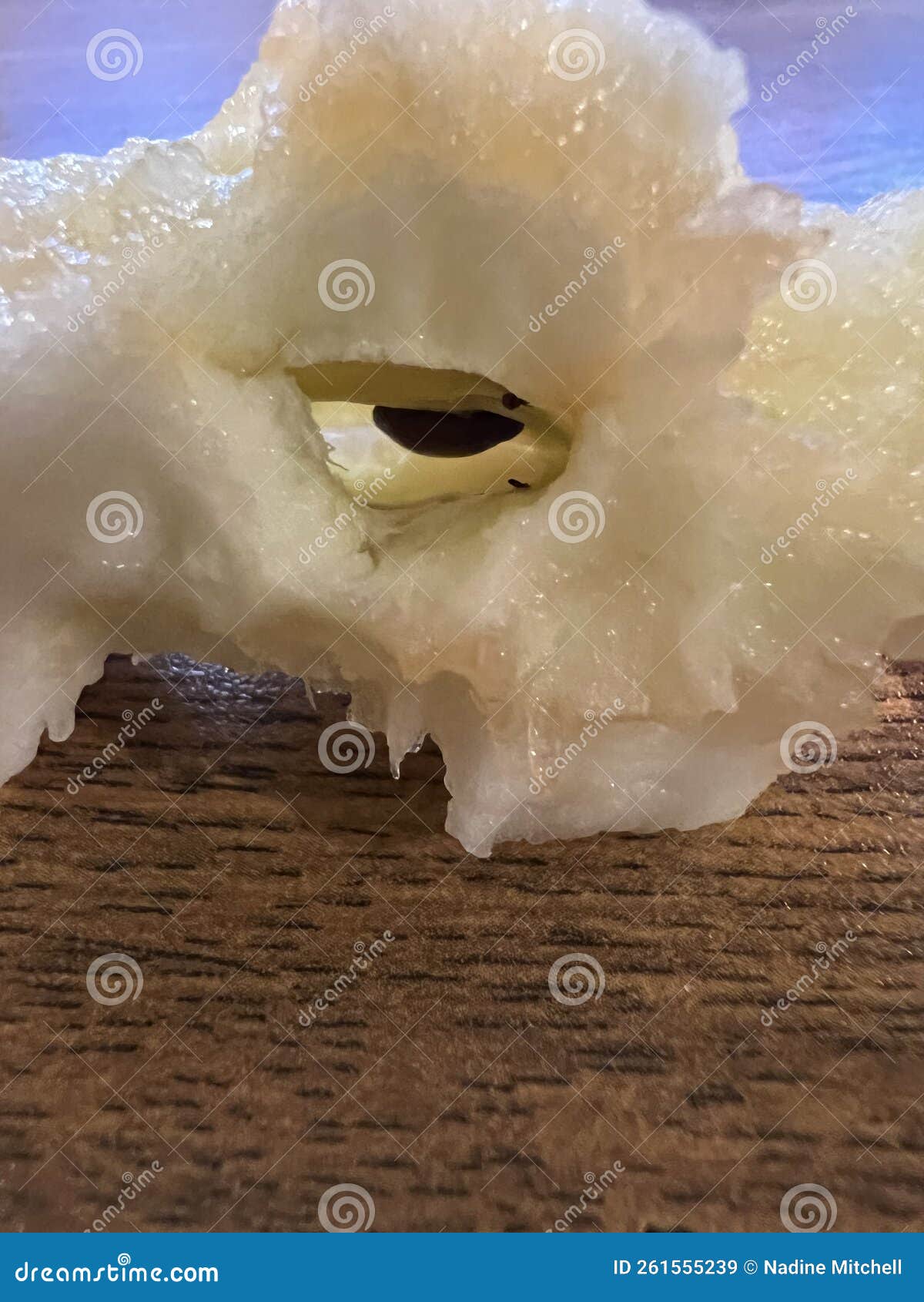 Eye of Eaten Apple on Wood Table Stock Image - Image of fruit, juicy ...