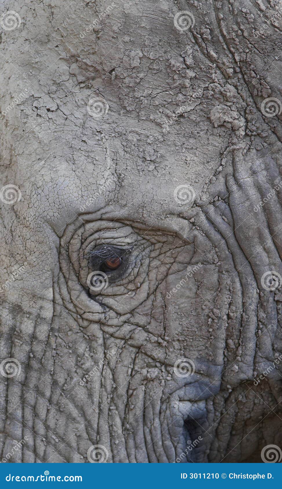 Eye elephant stock photo. Image of africa, close, eyelashes - 3011210
