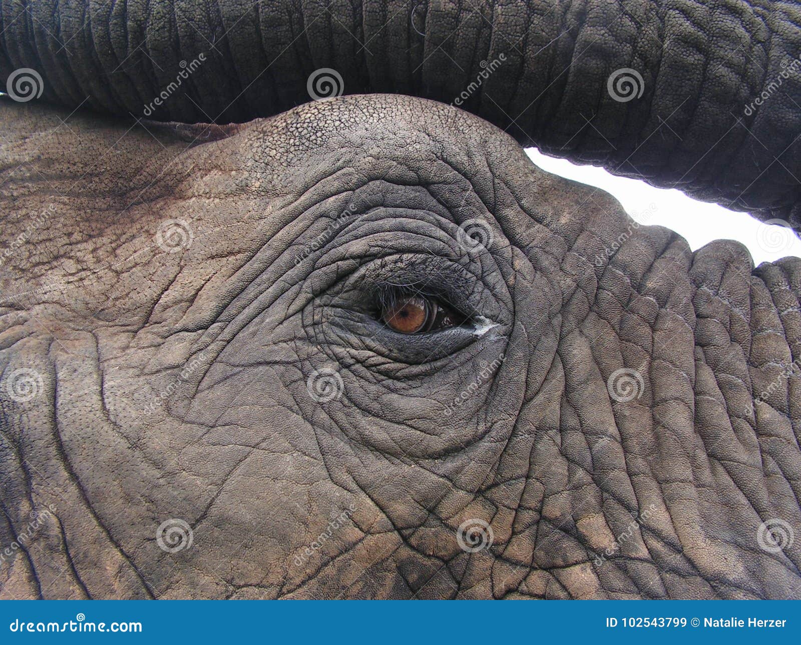 Eye of the Elephant stock image. Image of eyes, adult - 102543799