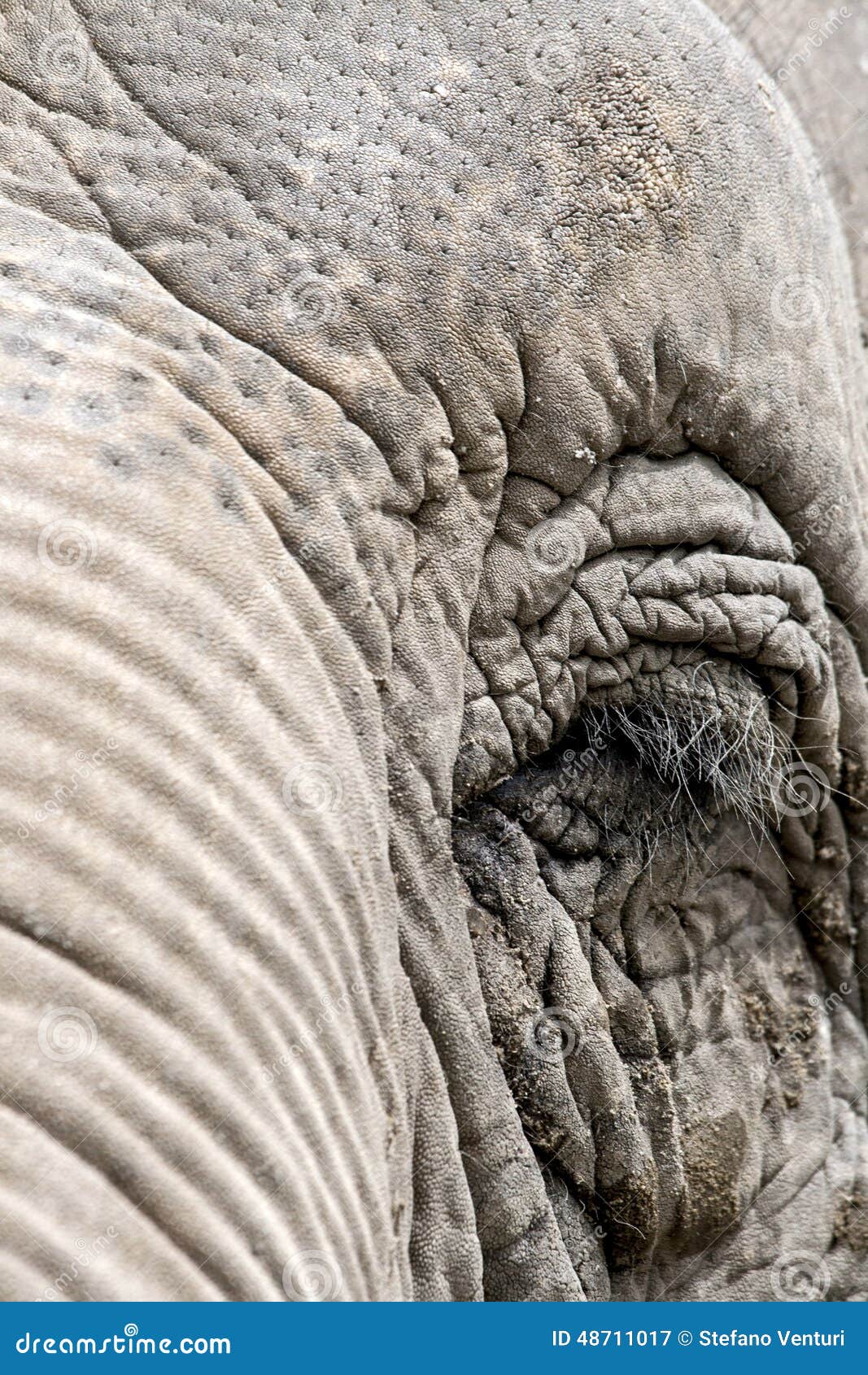 Eye of an elephant stock image. Image of lashes, park - 48711017