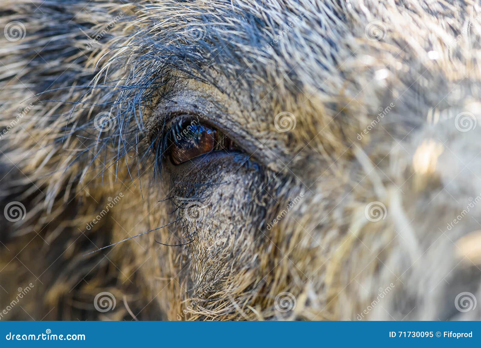 Eye in Eye with a Wild Boar Stock Image - Image of wildlife, deer: 71730095