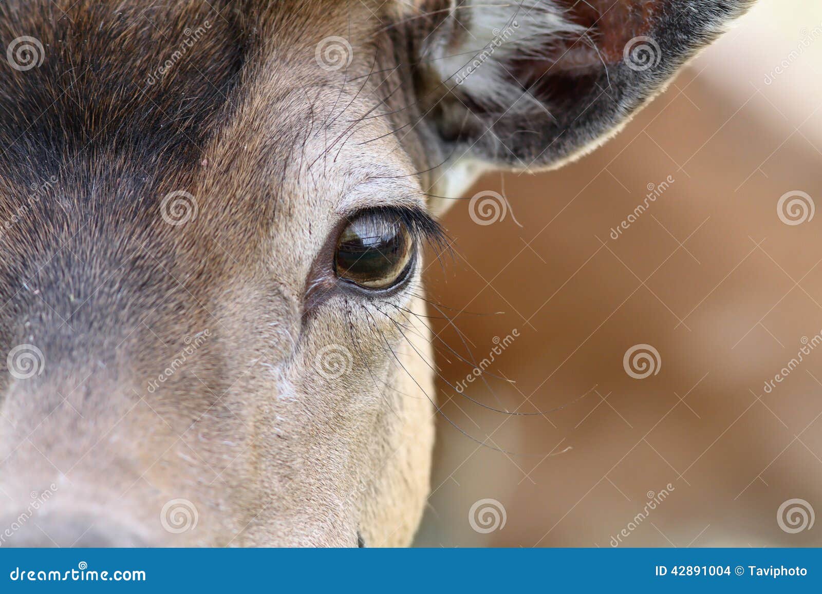 Eye of a fallow deer stock photo. Image of beautiful - 42891004