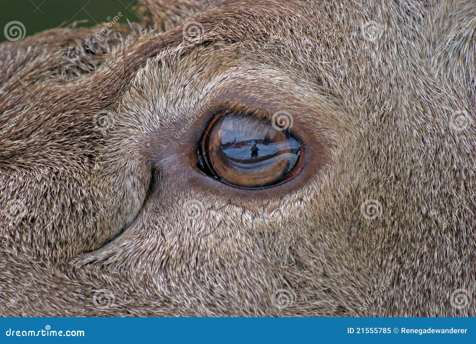 Eye of the fawn stock image. Image of color, fauna, brown - 21555785