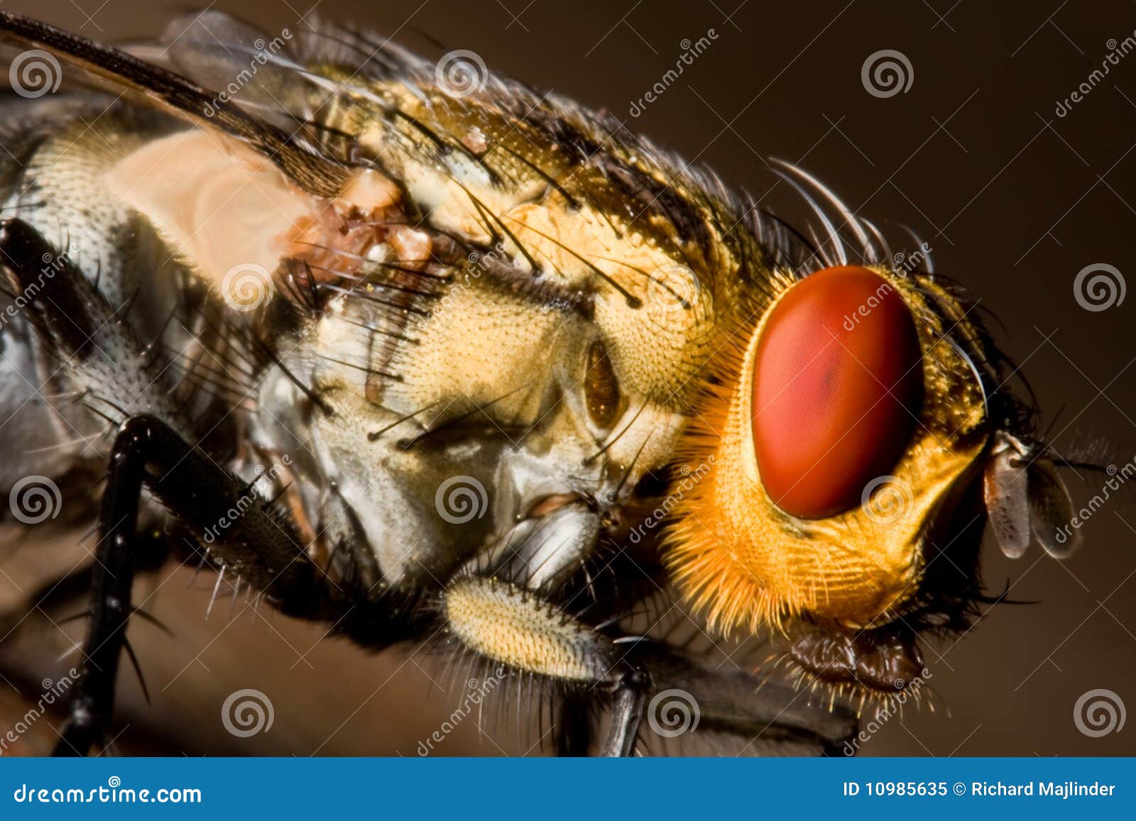 Eye of the fly stock image. Image of tongue, insect, legs - 10985635