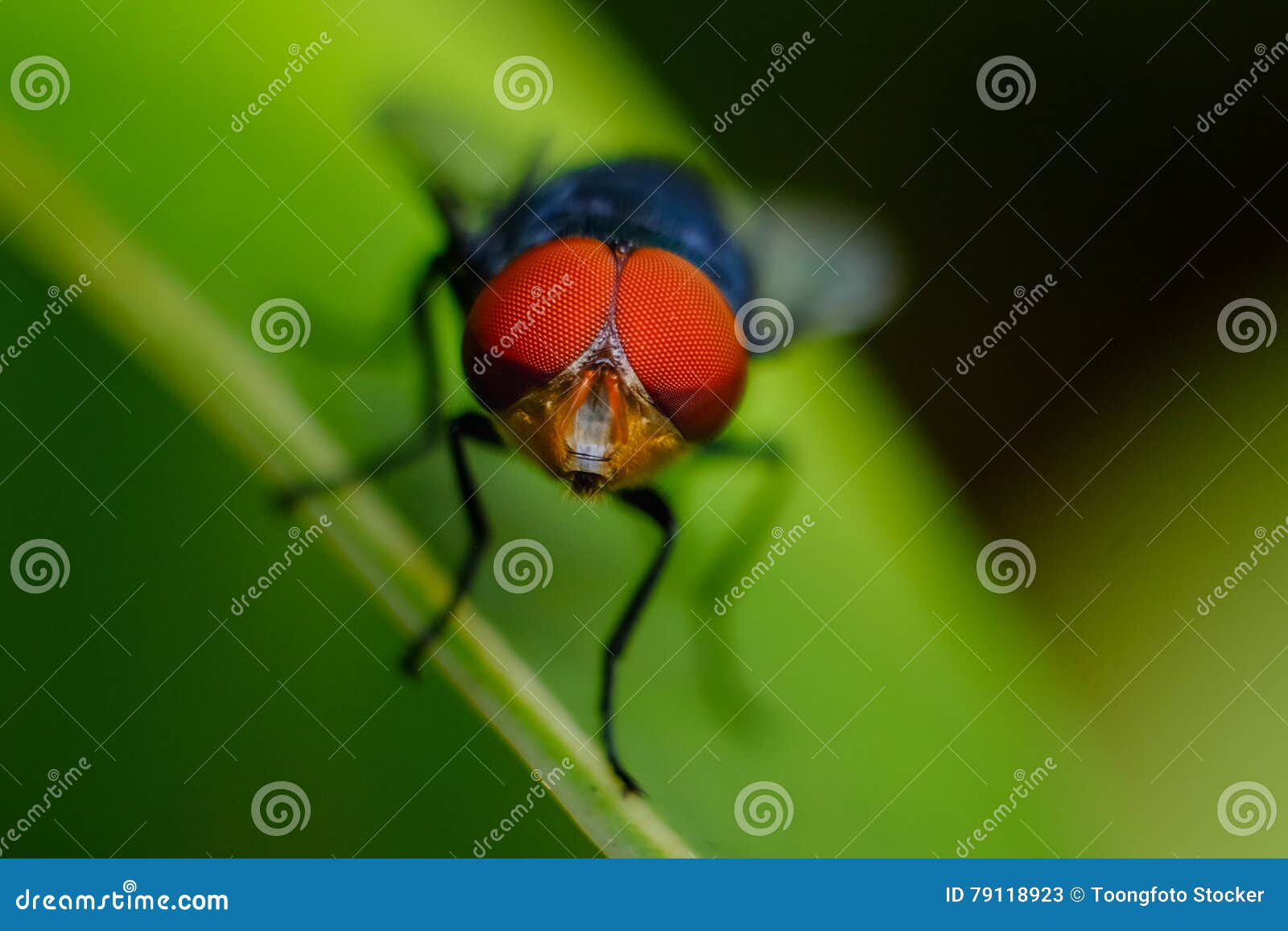 Eye fly stock image. Image of macro, background, look - 79118923