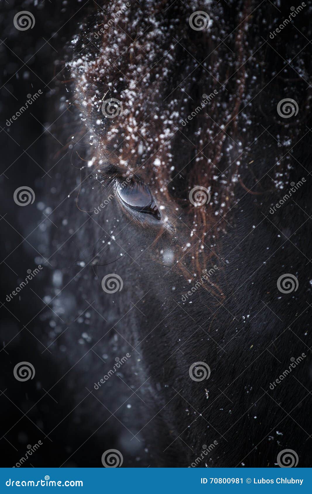 Eye of Friesian horse stock image. Image of mammal, animal - 70800981