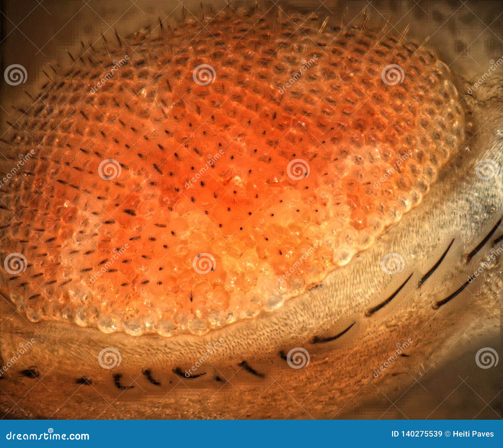 Eye of fruit fly stock image. Image of diptera, hair - 140275539