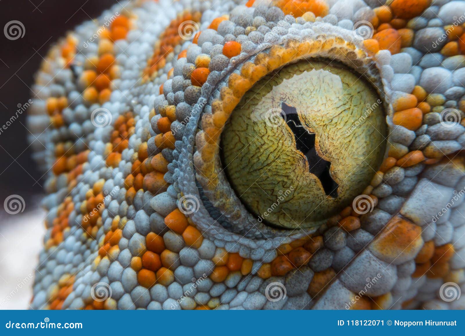 Eye of gecko stock image. Image of animal, blue, magnification - 118122071