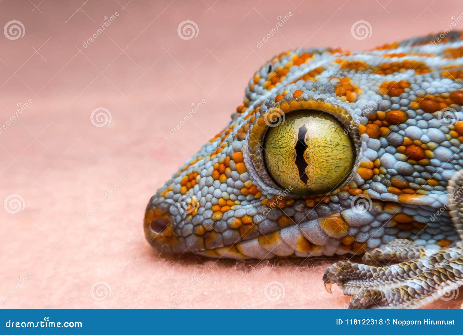 Eye of gecko stock photo. Image of life, geckos, curious - 118122318