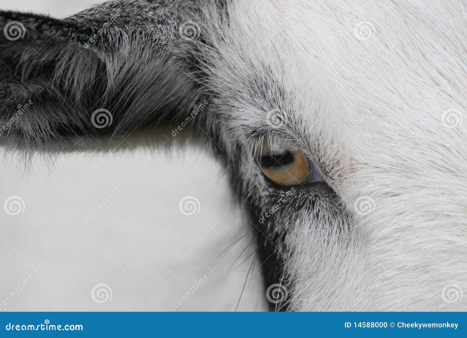 Eye of the Goat stock photo. Image of stare, domestic - 14588000