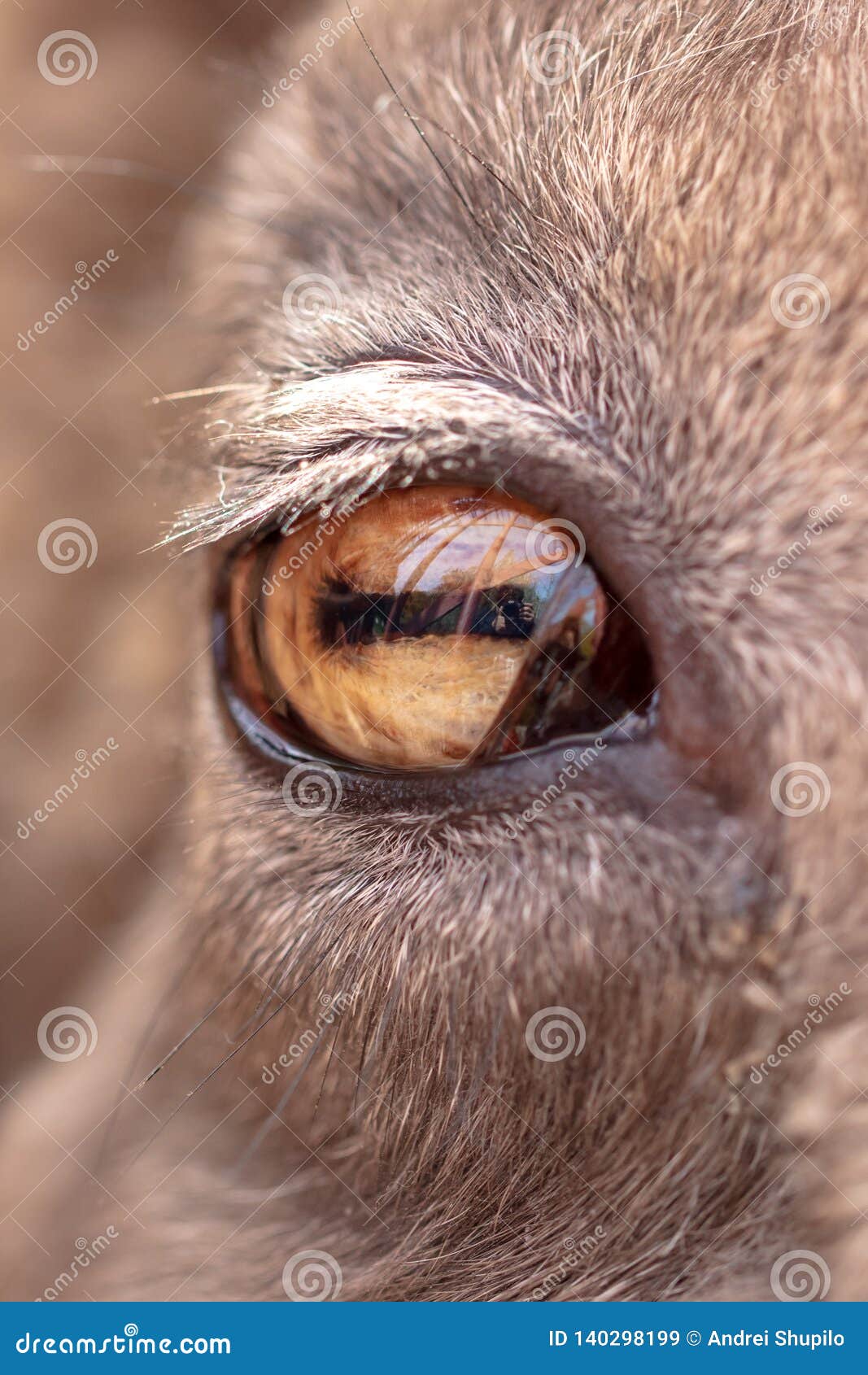The eye of a goat stock image. Image of goat, young - 140298199