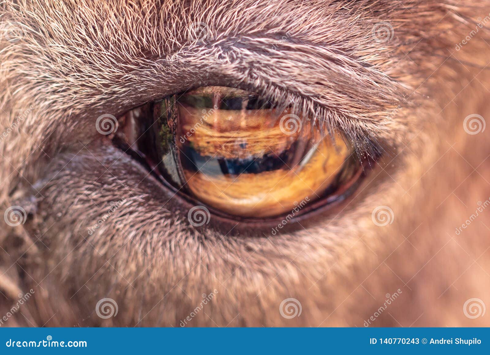 The eye of a goat stock image. Image of mammal, macro - 140770243