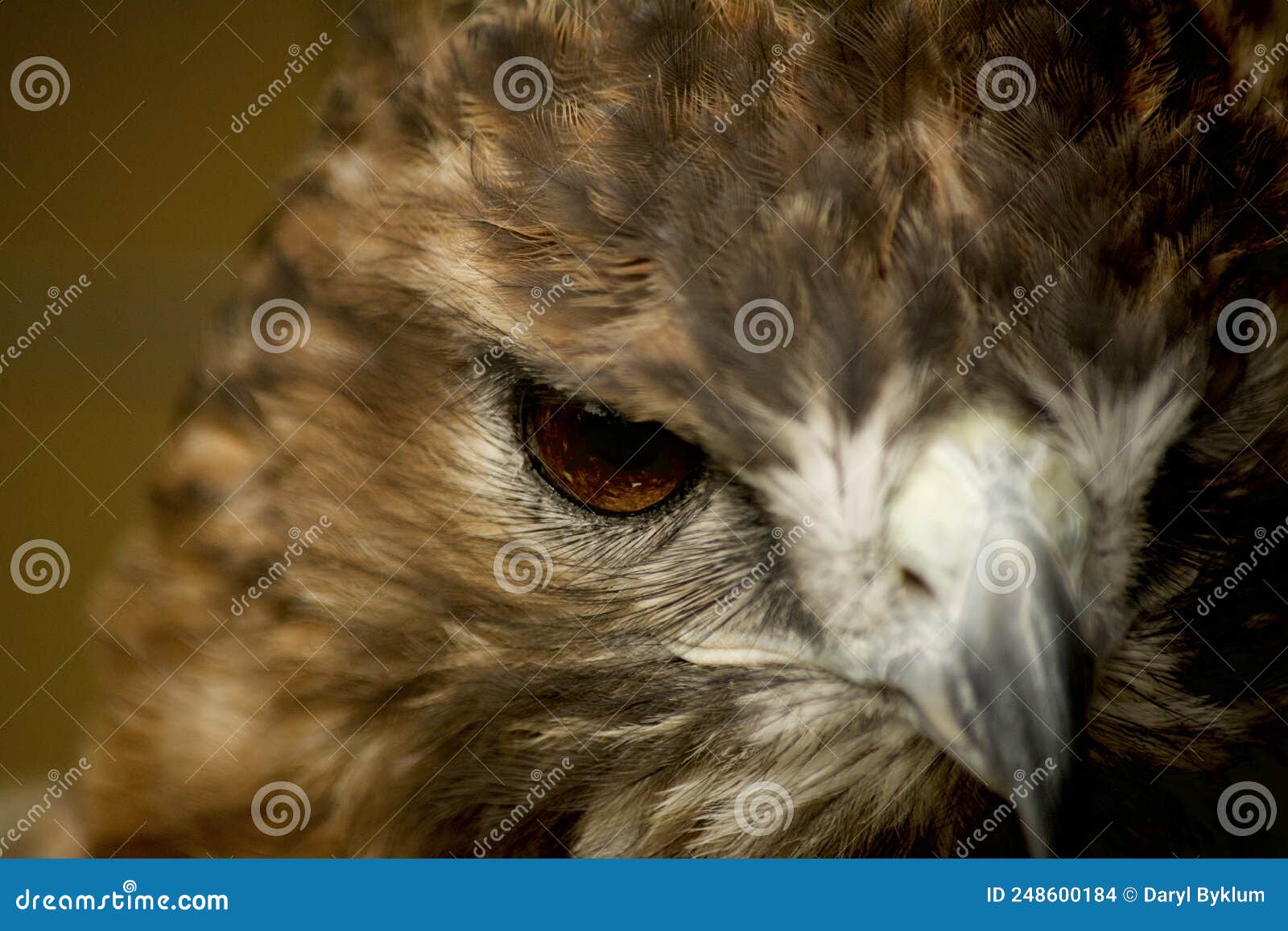 The Eye of a Golden Eagle stock photo. Image of grand - 248600184