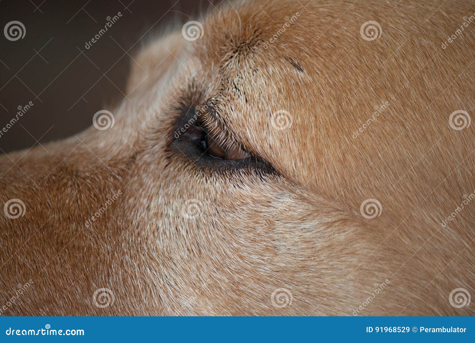 EYE of GOLDEN LABRADOR stock image. Image of close, golden - 91968529