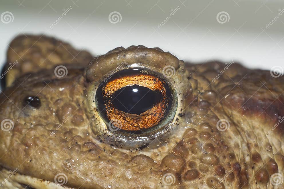 Eye of ground toad stock photo. Image of reptile, wildlife - 97485868