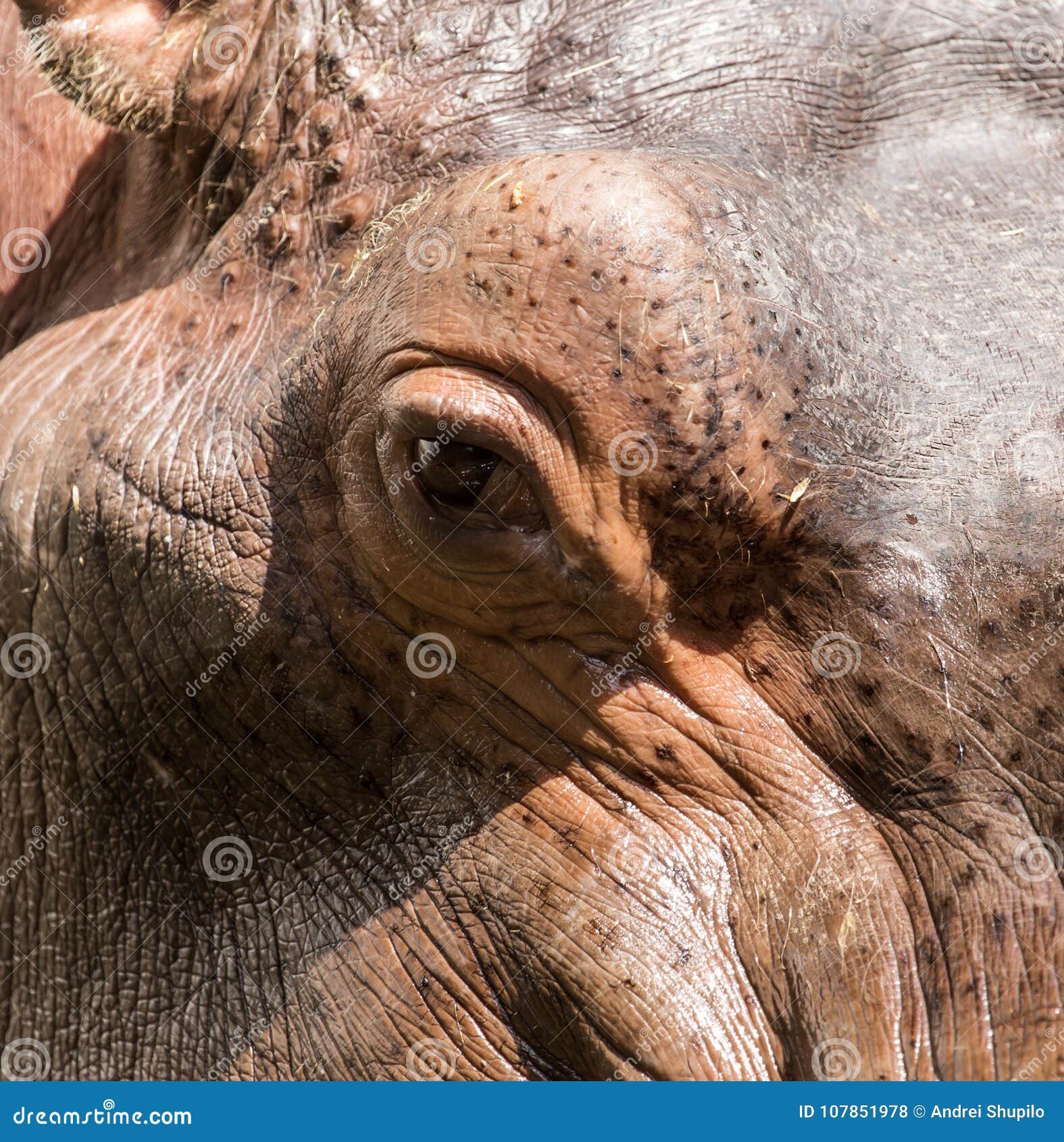 Eye hippo in nature. macro stock photo. Image of head - 107851978