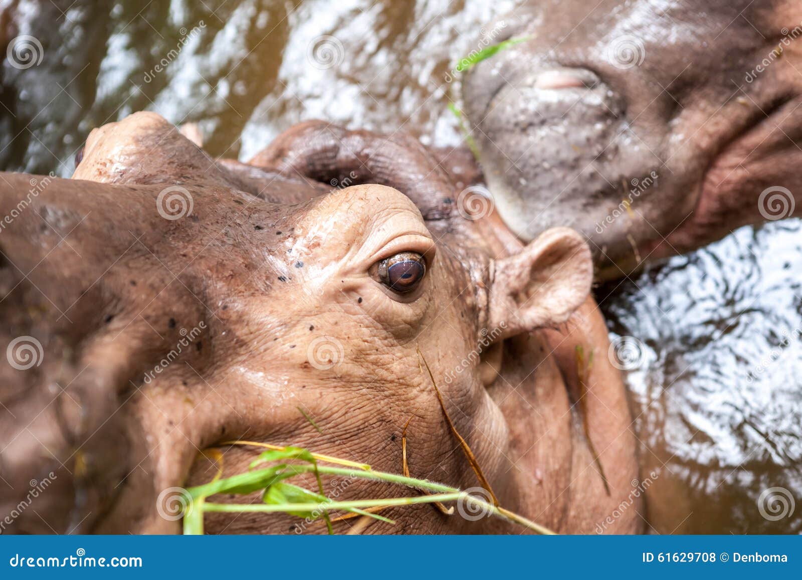 Eye from an hippopotamus stock photo. Image of mouth - 61629708
