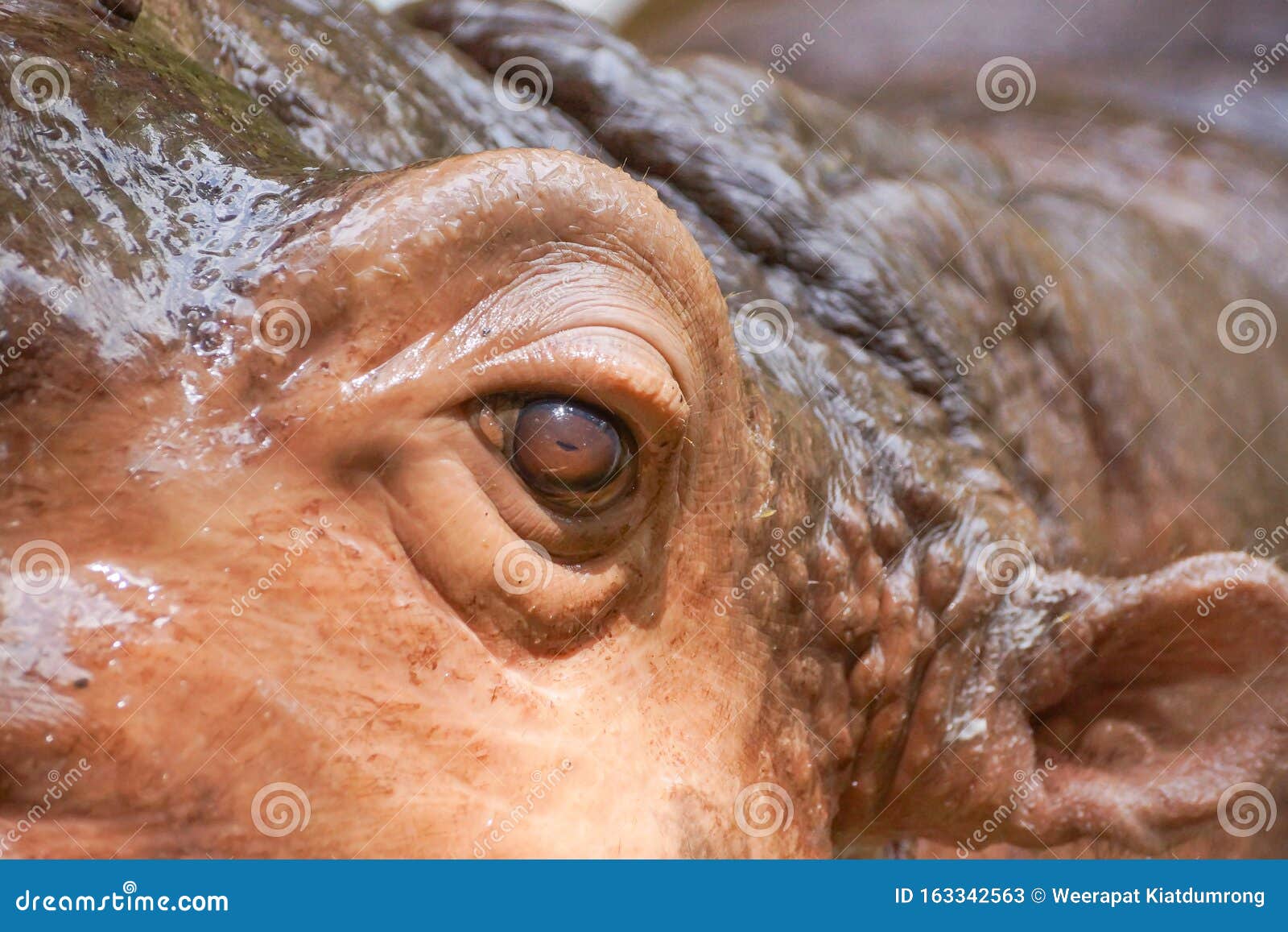 An eye of a hippopotamus stock image. Image of water - 163342563