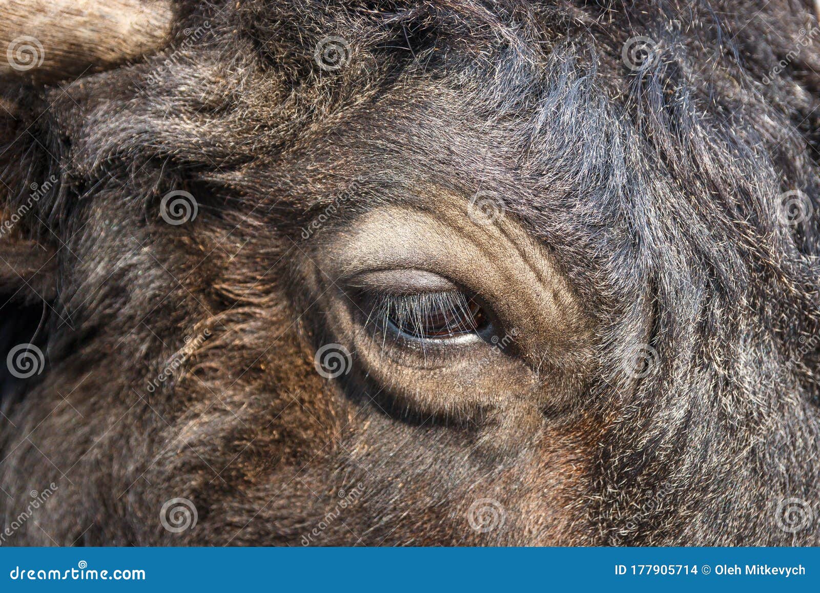 Eye and horn of yak stock photo. Image of buffalo, nose - 177905714
