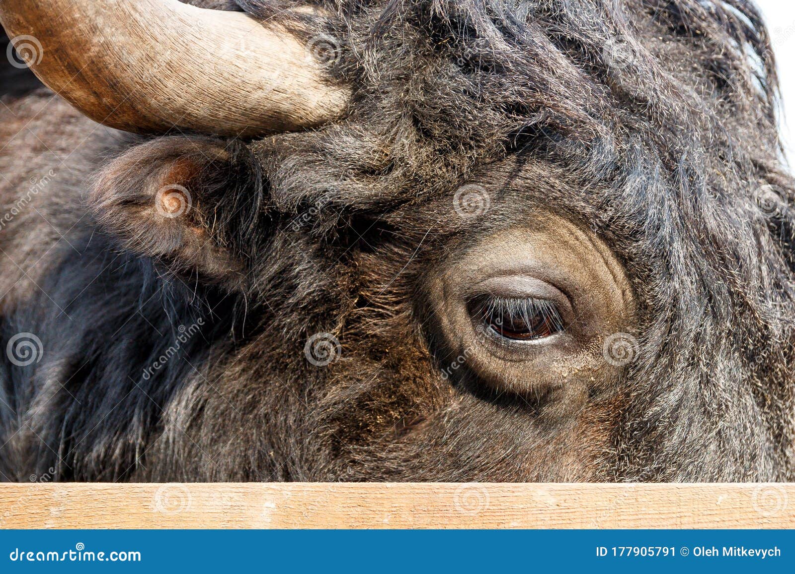 Eye and horn of yak stock image. Image of ruminant, nomad - 177905791