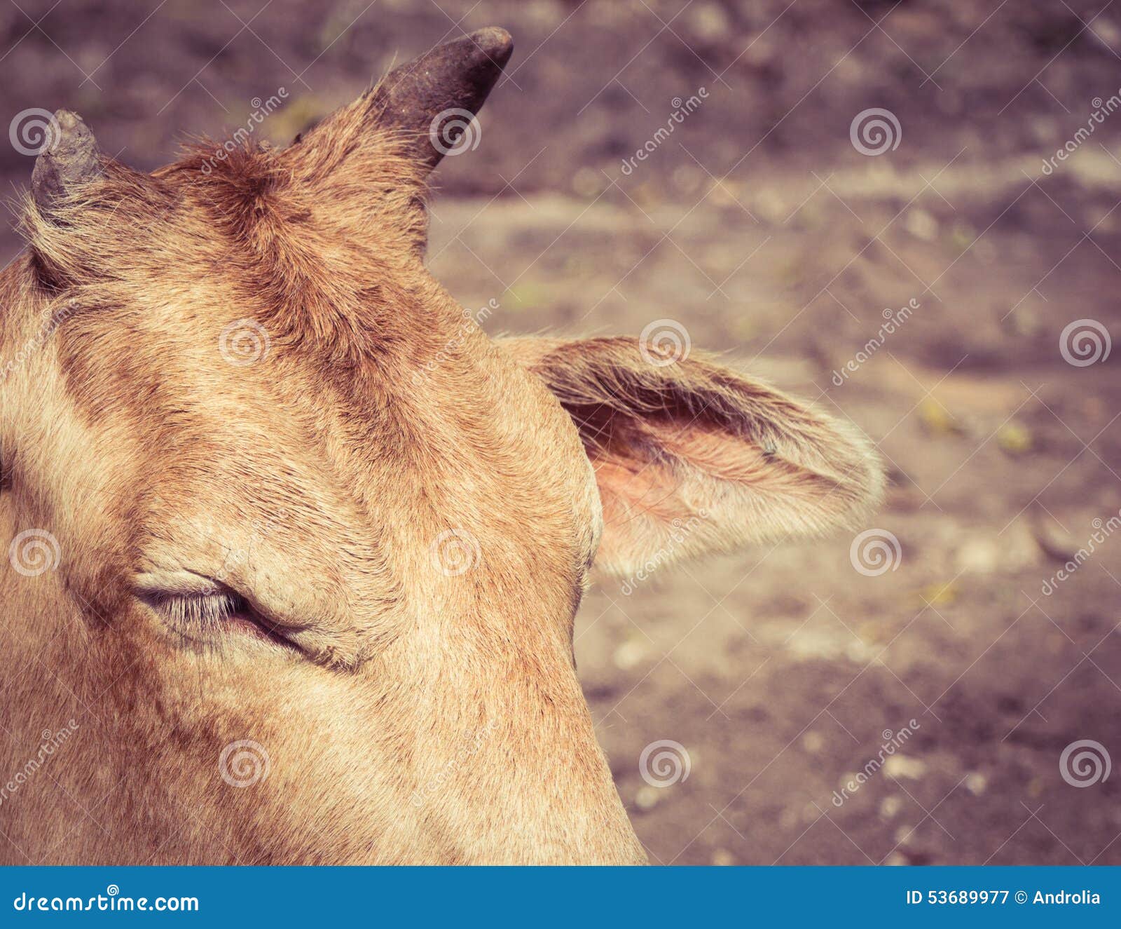 Eye, Horns and Ear of a Cow Close Up Stock Image - Image of vintage ...