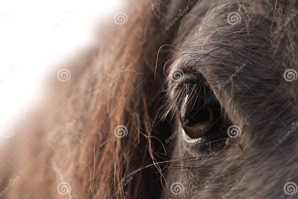 Eye Horse stock image. Image of lashes, conquer, breed - 18993637
