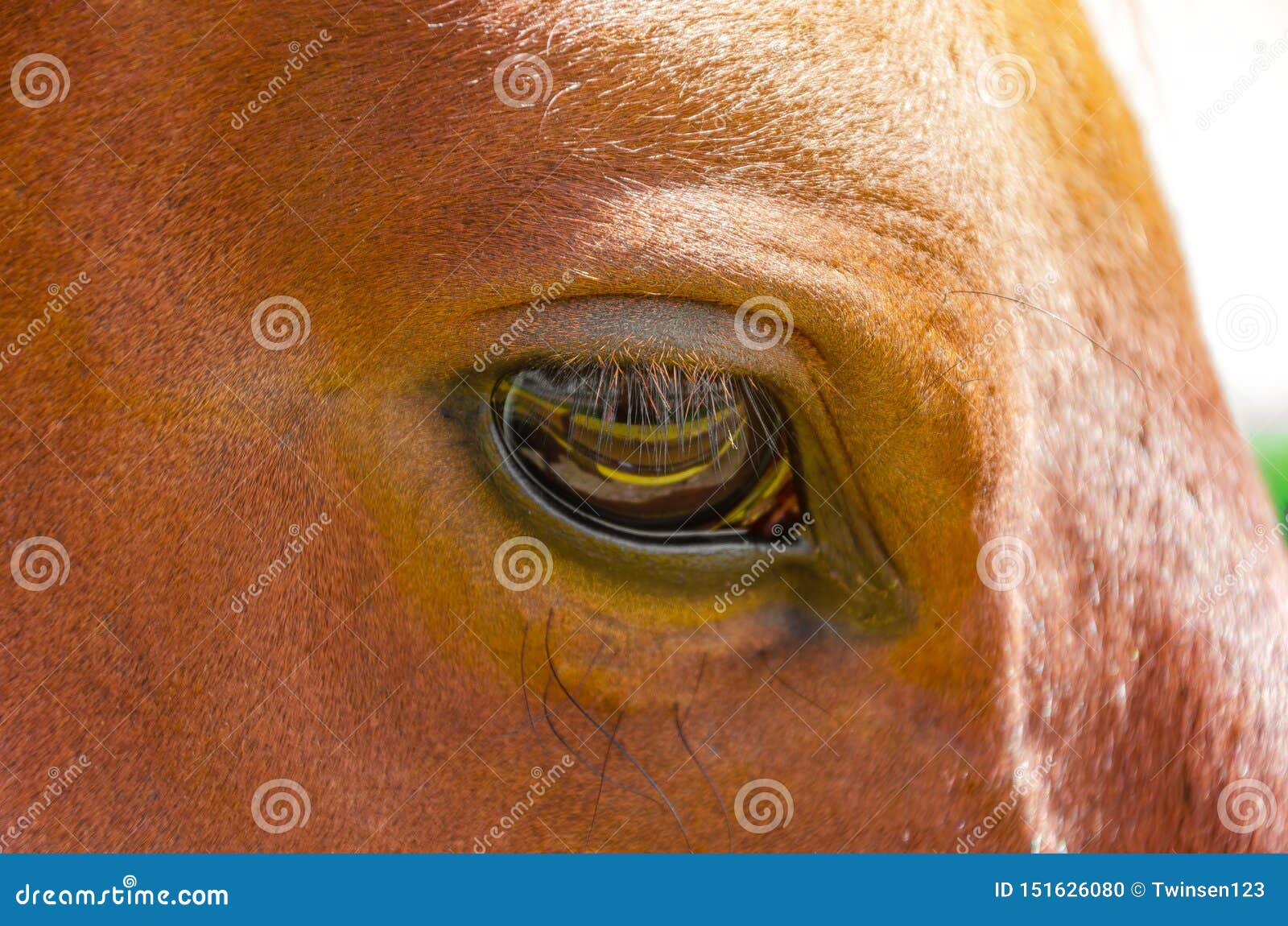 Eye of the Horse Red Color Close Up Stock Photo - Image of nature ...