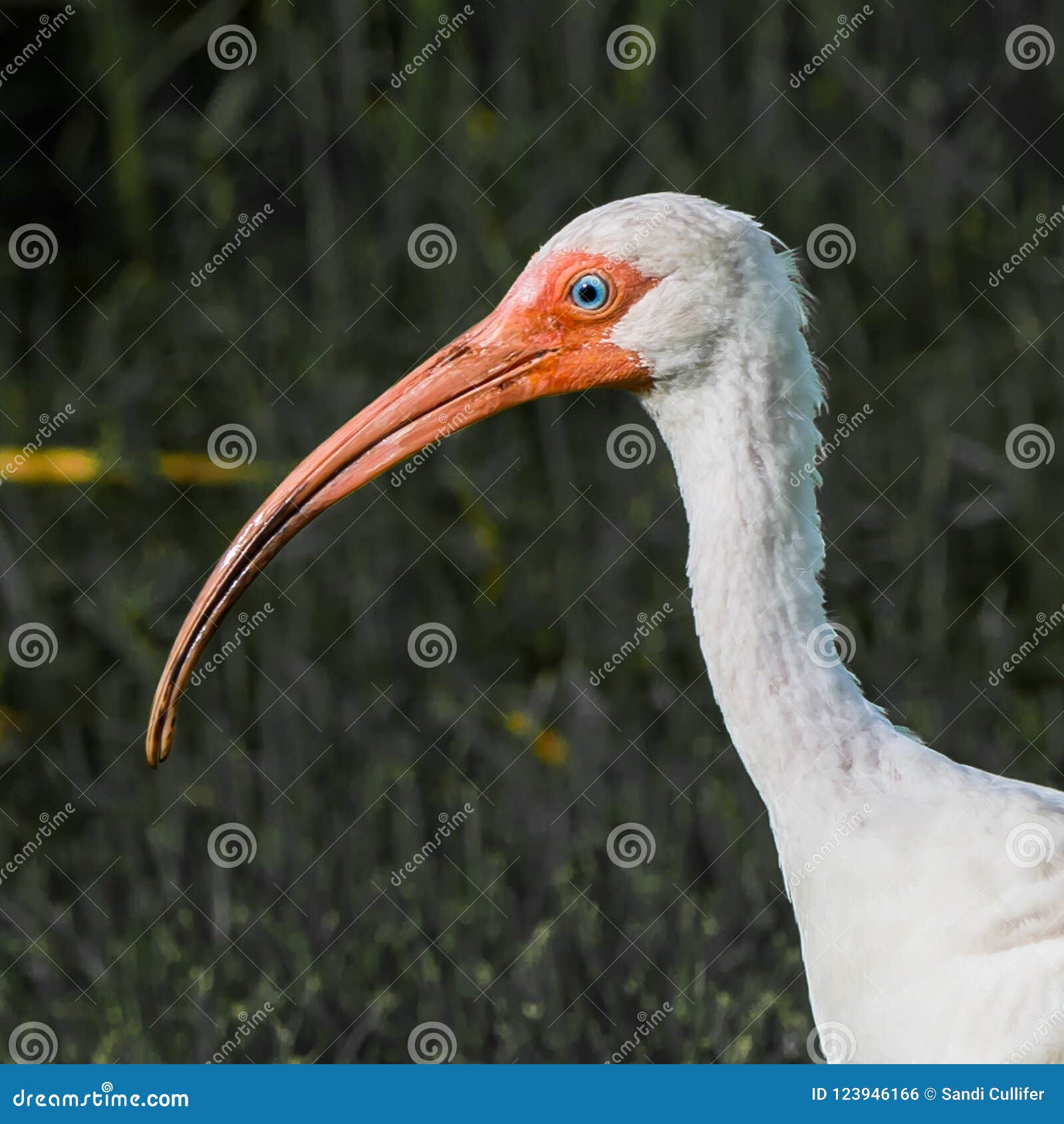 The Eye of the Ibis stock photo. Image of natural, beauty - 123946166