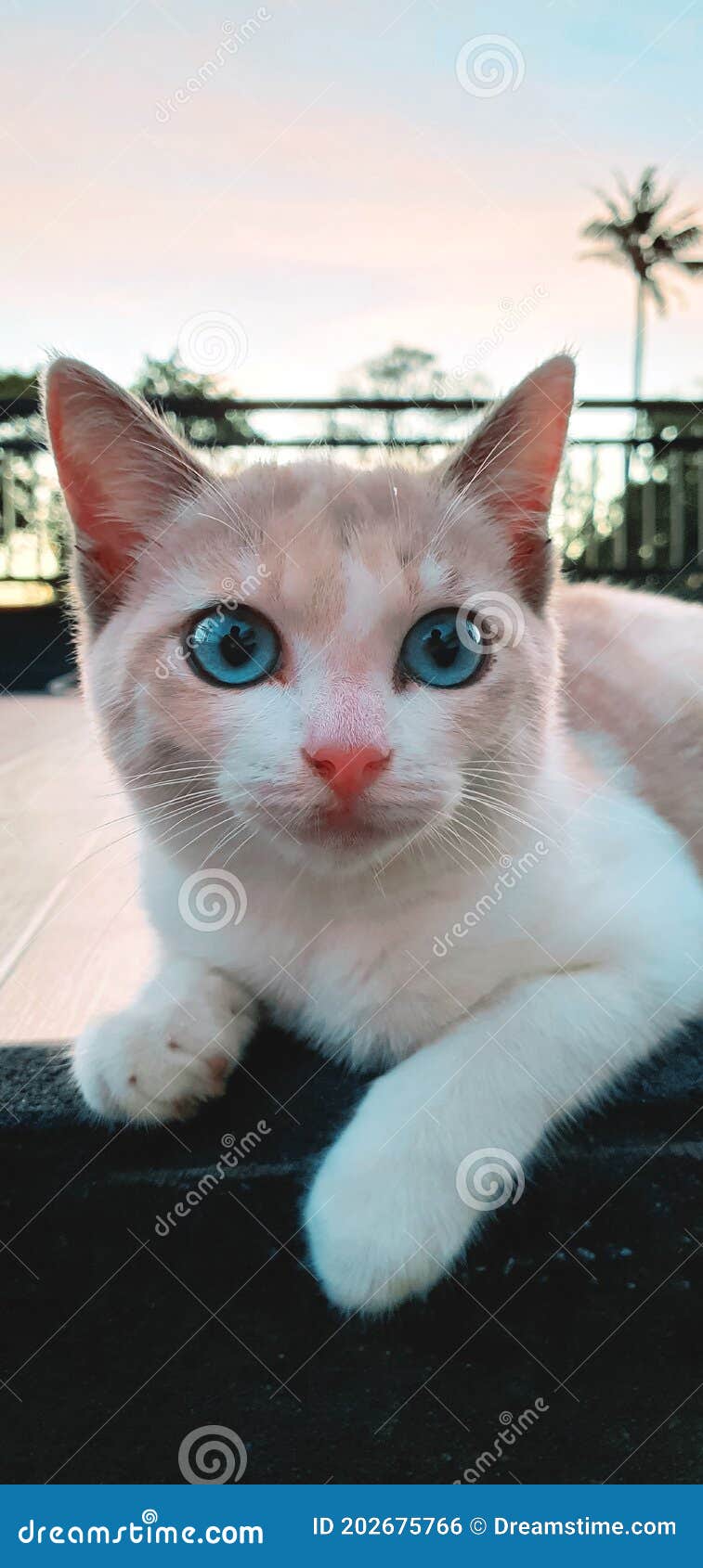 Eye of kitten stock photo. Image of skin, mammal, snout - 202675766