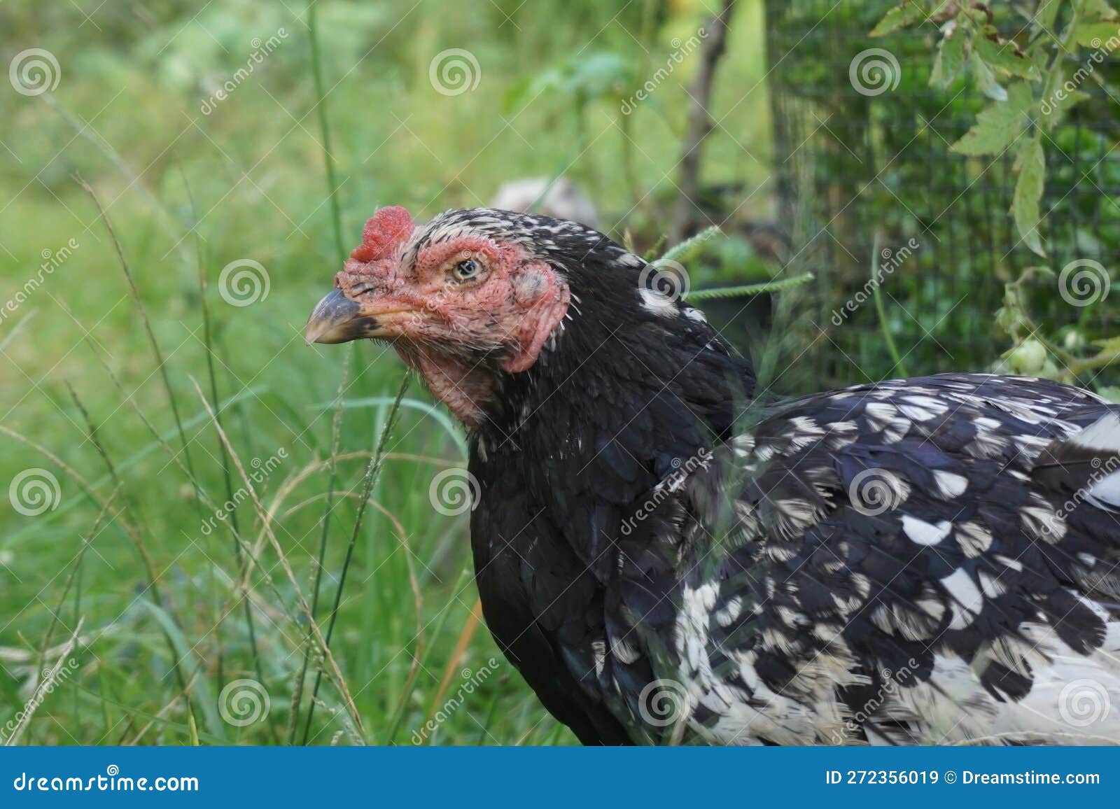 The Eye Level of the Hen is Black and White among the Green Grass Stock ...