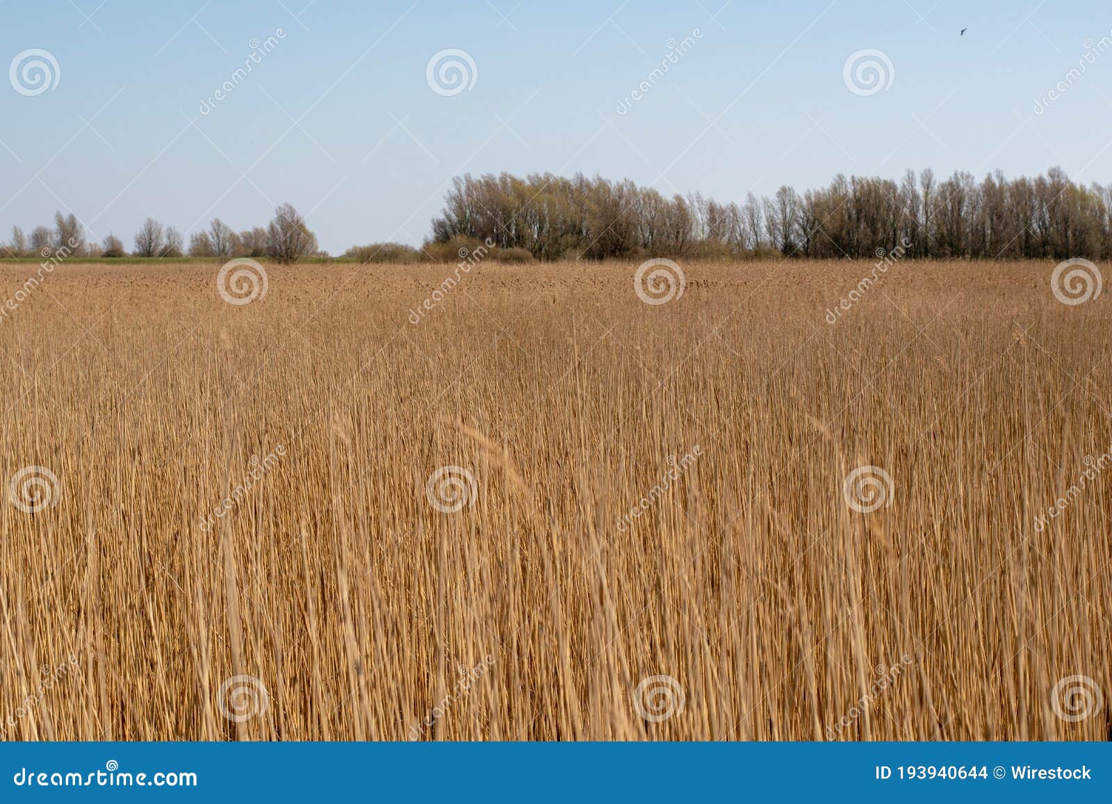 Eye-level Shot of a Dry Field Stock Photo - Image of plant, environment ...