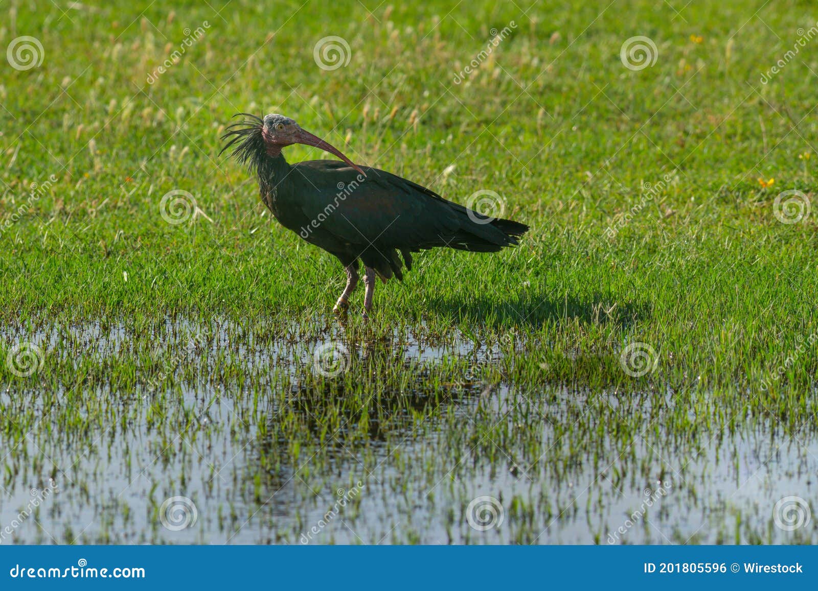 Eye-level Shot of a Forest Ibis Bird in a Wet Grassland Stock Photo ...