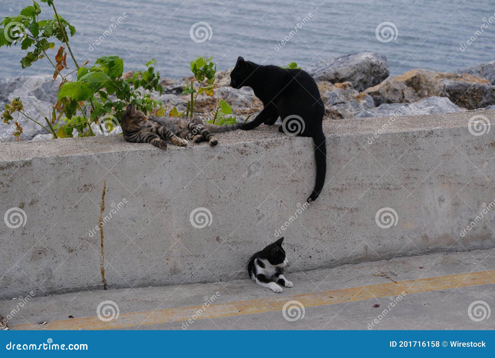 Eye-level Shot of a Group of Cats Resting by the Seaside Stock Photo ...