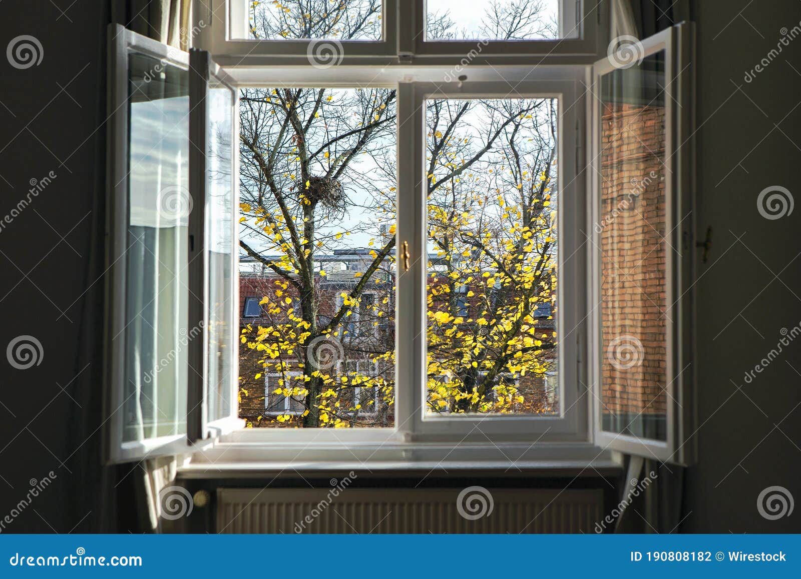 Eye-level Shot of an Open Window Looking at a Tree with Yellow Leaves ...