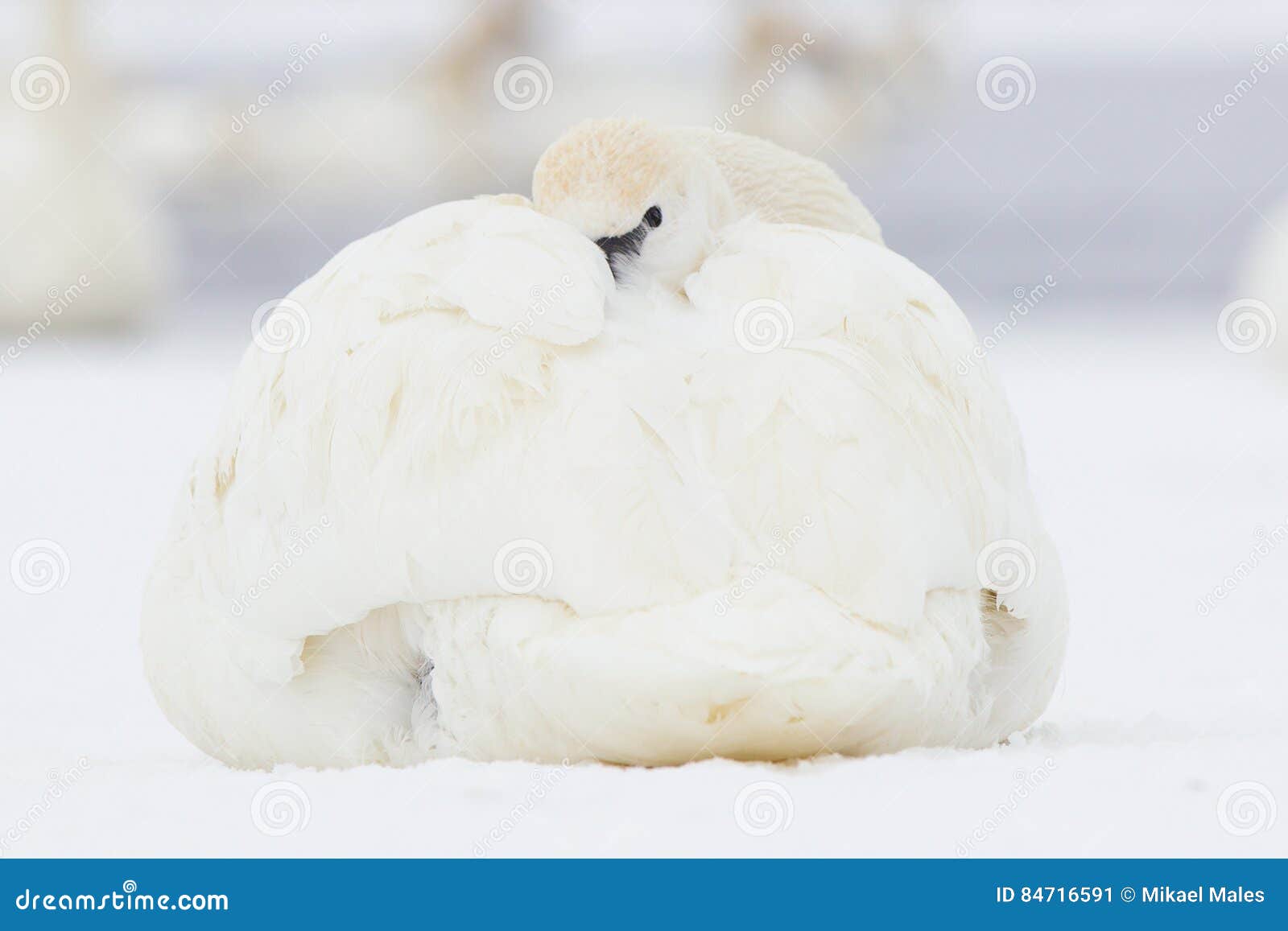 Eye level trumpeter swan stock image. Image of scenery - 84716591