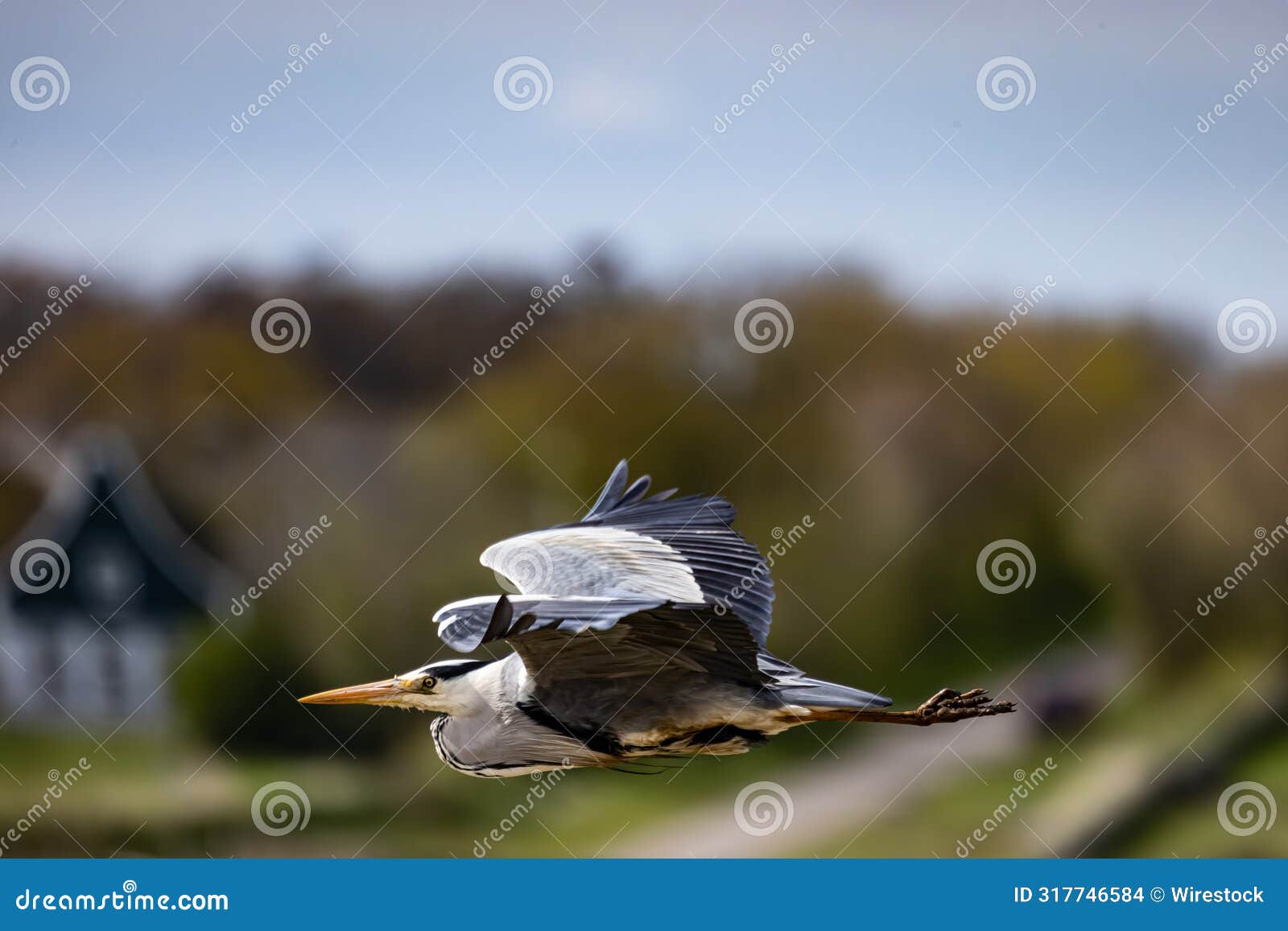 Eye-level View of a Magnificent Great Blue Heron. Stock Photo - Image ...