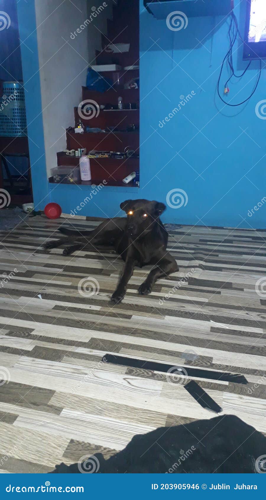 Eye of life stock photo. Image of creature, animal, road - 203905946