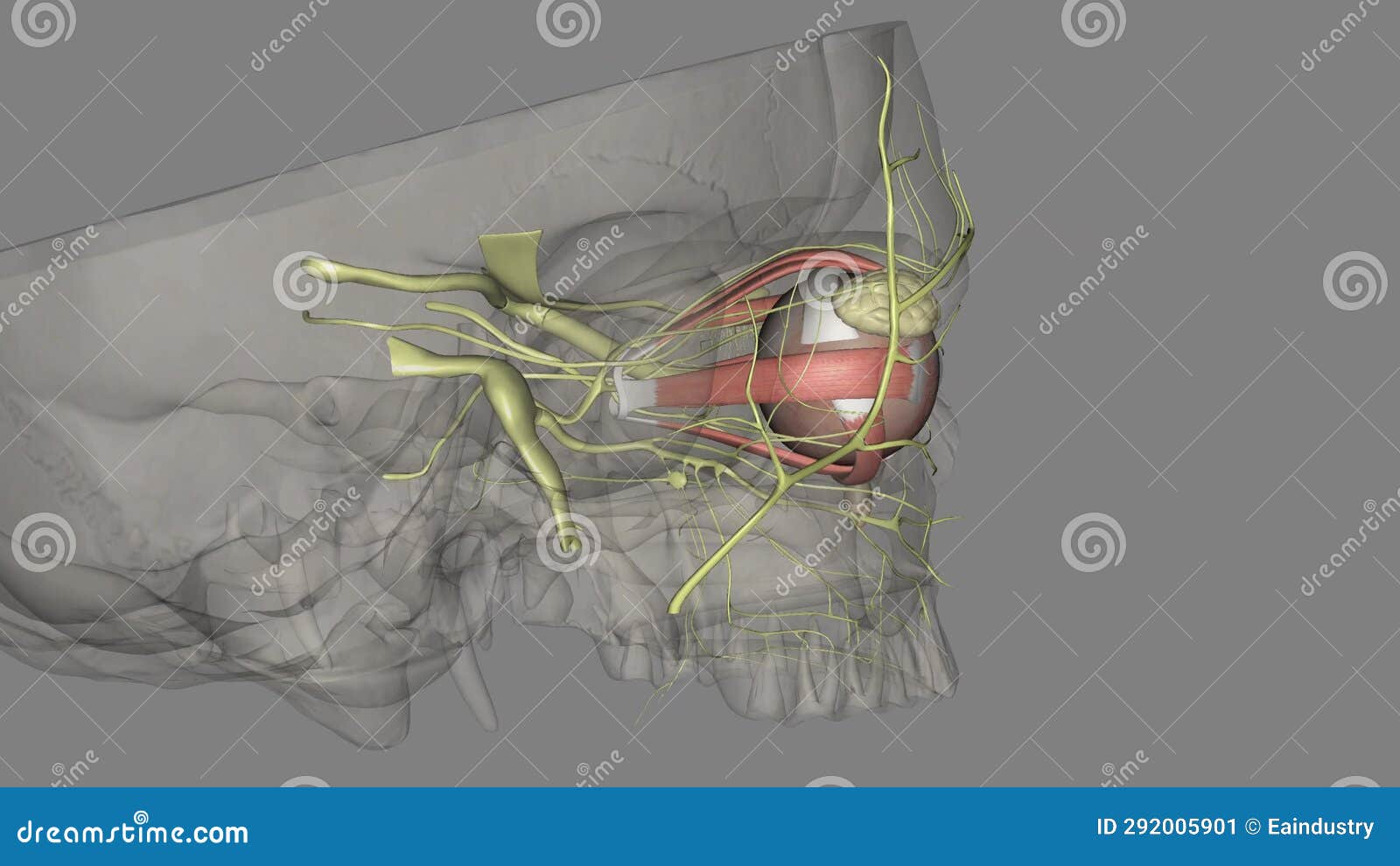 The Eye Light Reflex, is Regulated by Three Structures: the Retina, the ...