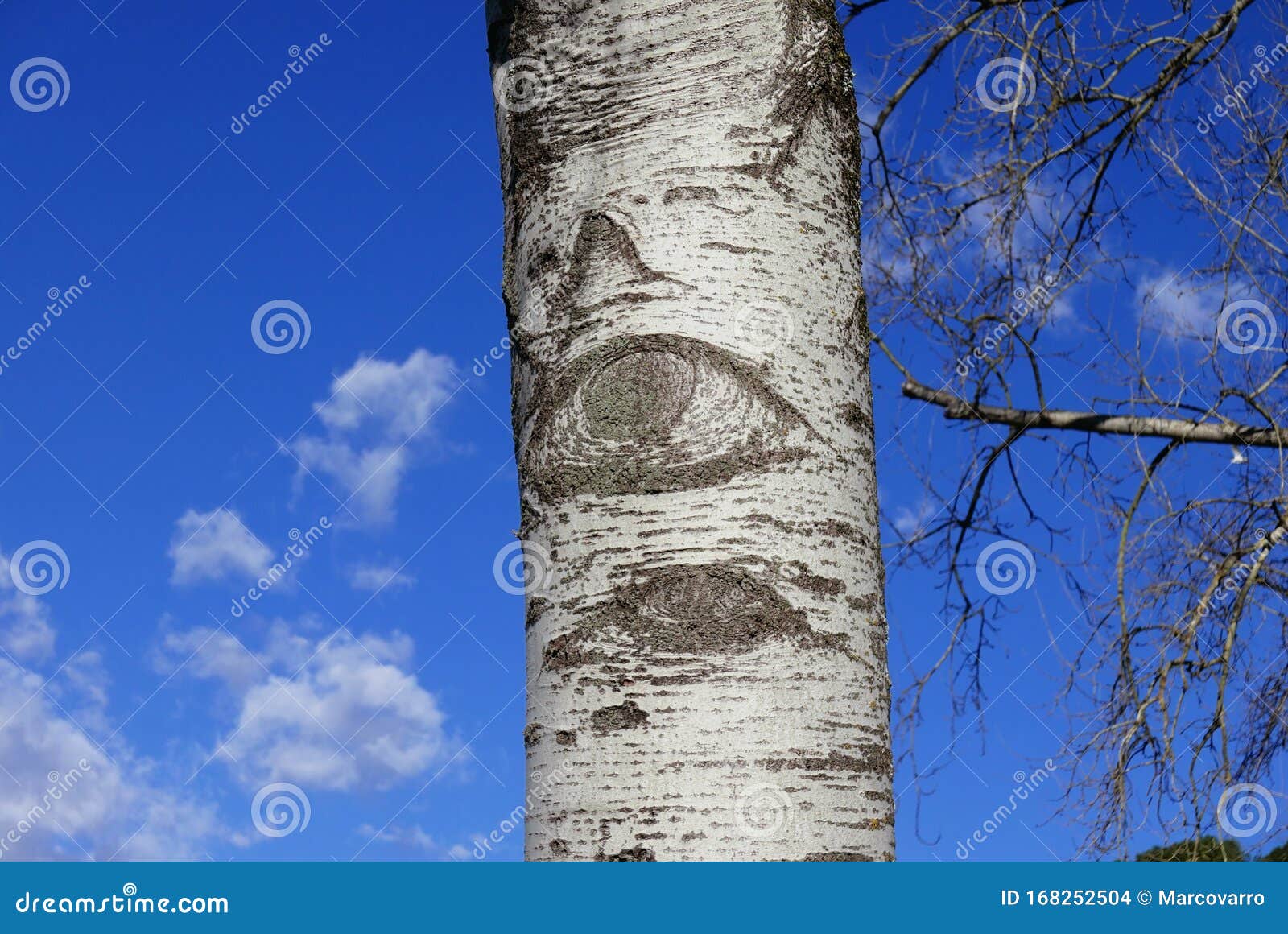 Eye of a birch tree stock photo. Image of close, environment - 168252504