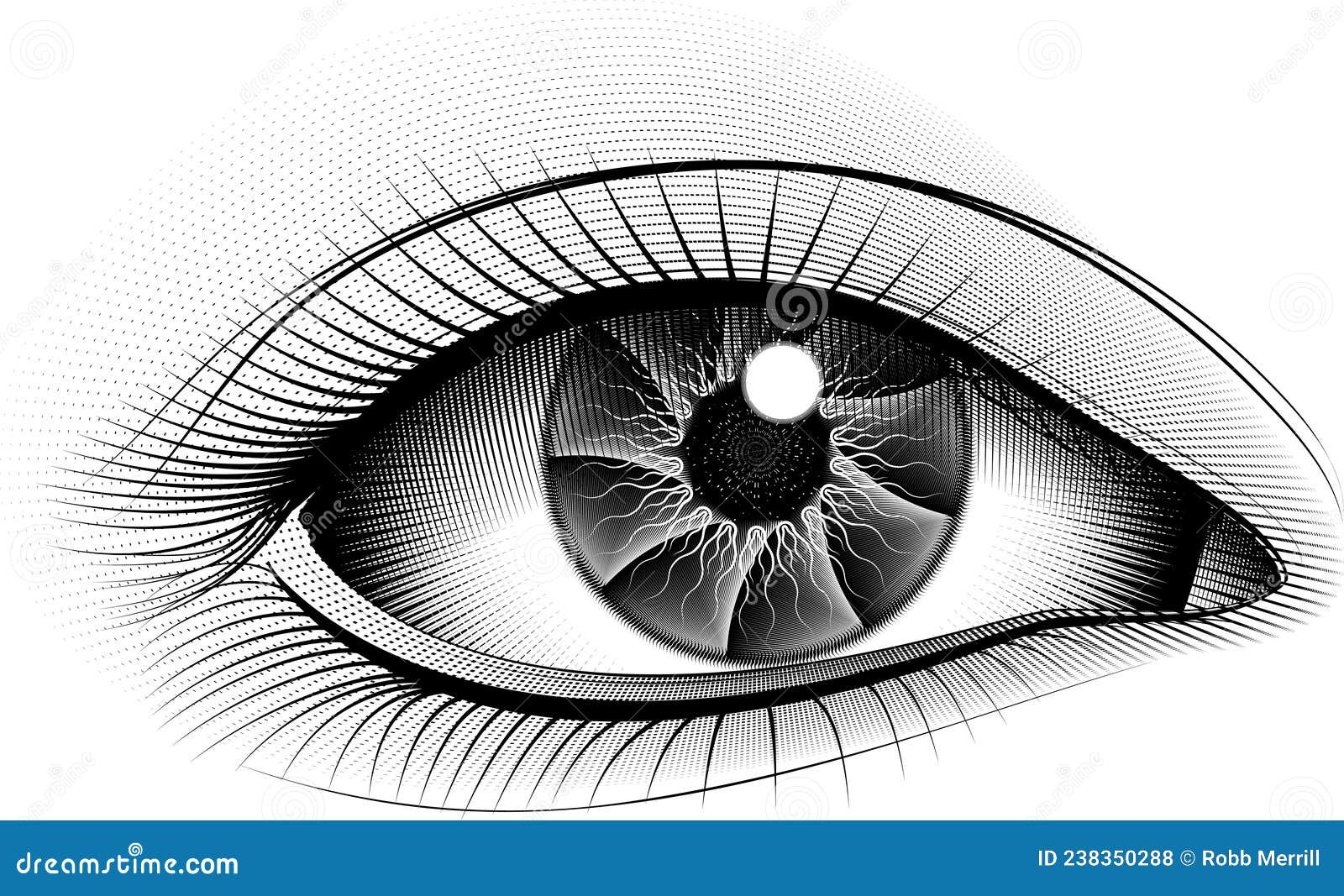 Etched Eye stock vector. Illustration of iris, etched - 238350288