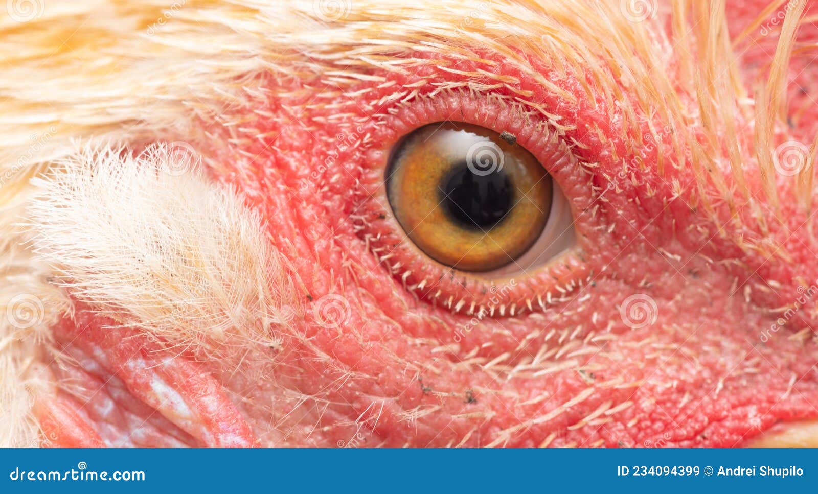The eye of a live rooster. stock image. Image of livestock - 234094399