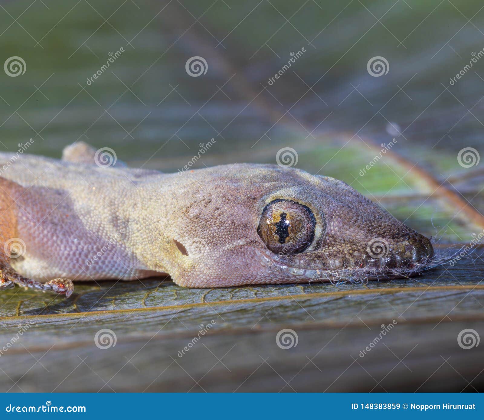 Eye of Lizard and Head Close-up Stock Image - Image of eyes, color ...