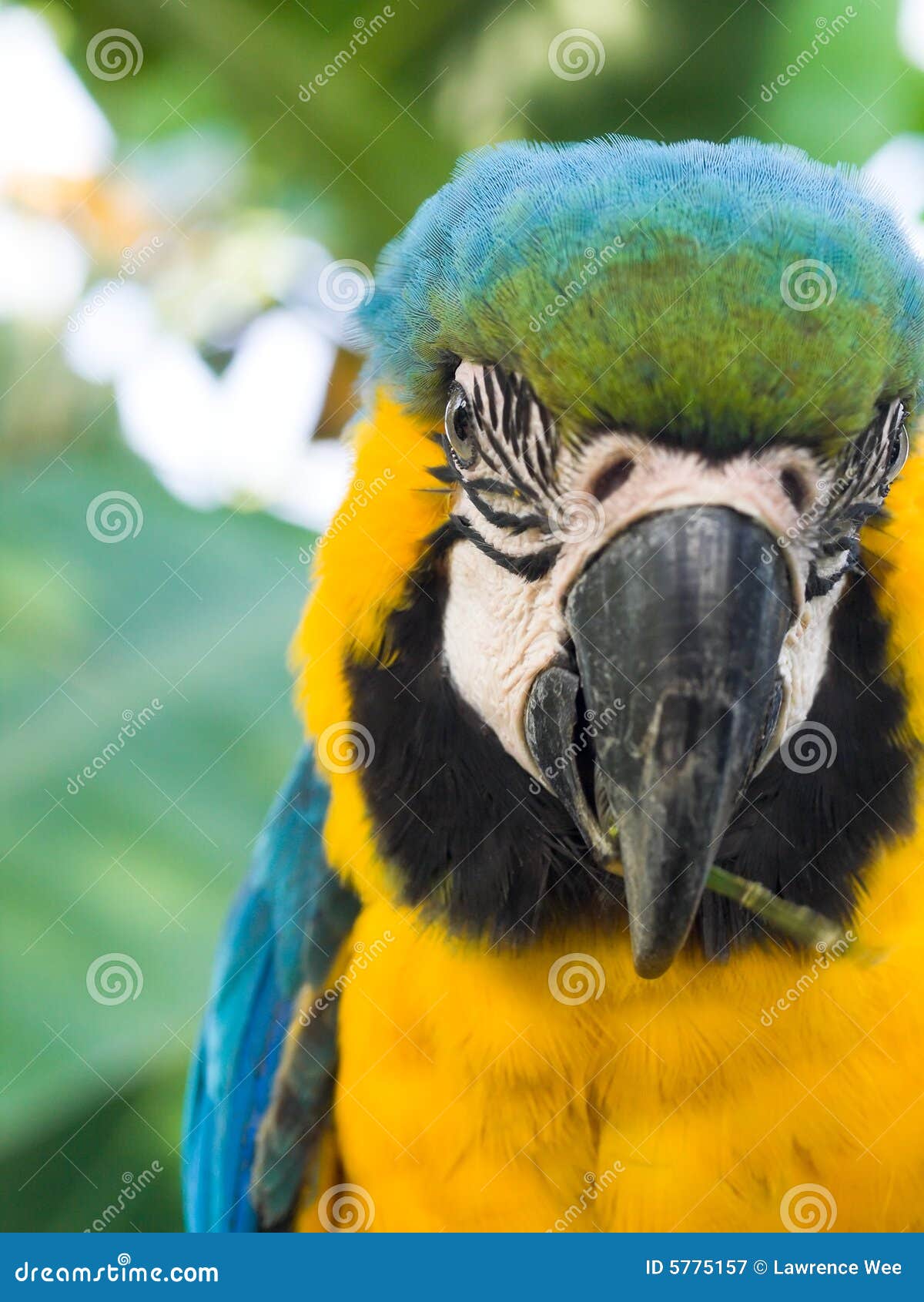 In the Eye of a macaw stock image. Image of bright, aviary - 5775157